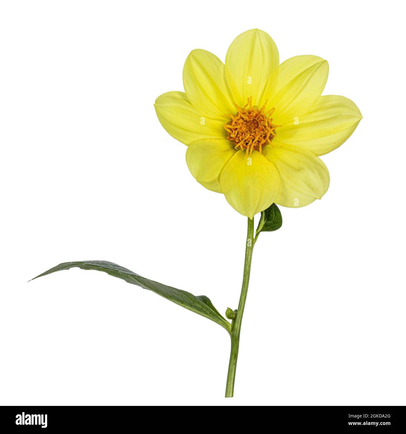 Side view of single yellow Dahlia flower head on stem with leaf ...