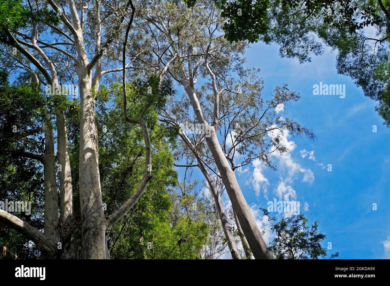 Eucalyptus trees blue leaves hi-res stock photography and images - Alamy