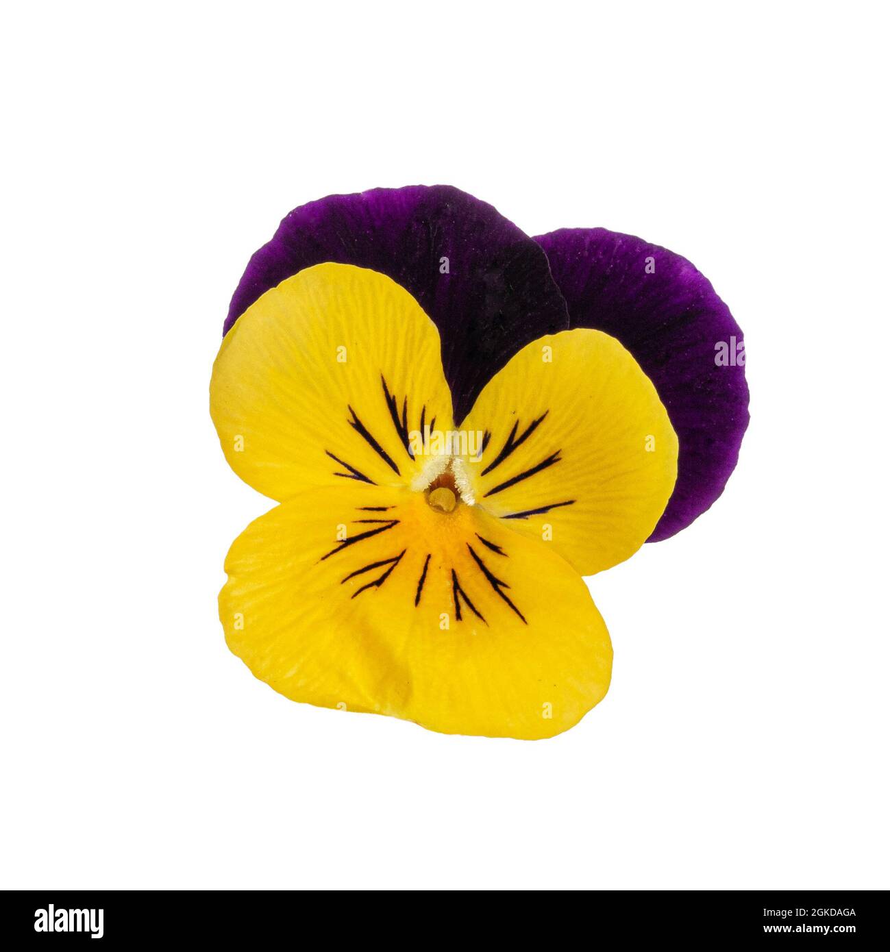 Top view of single Pansy aka Viola cornuta flower head. Isolated on a ...