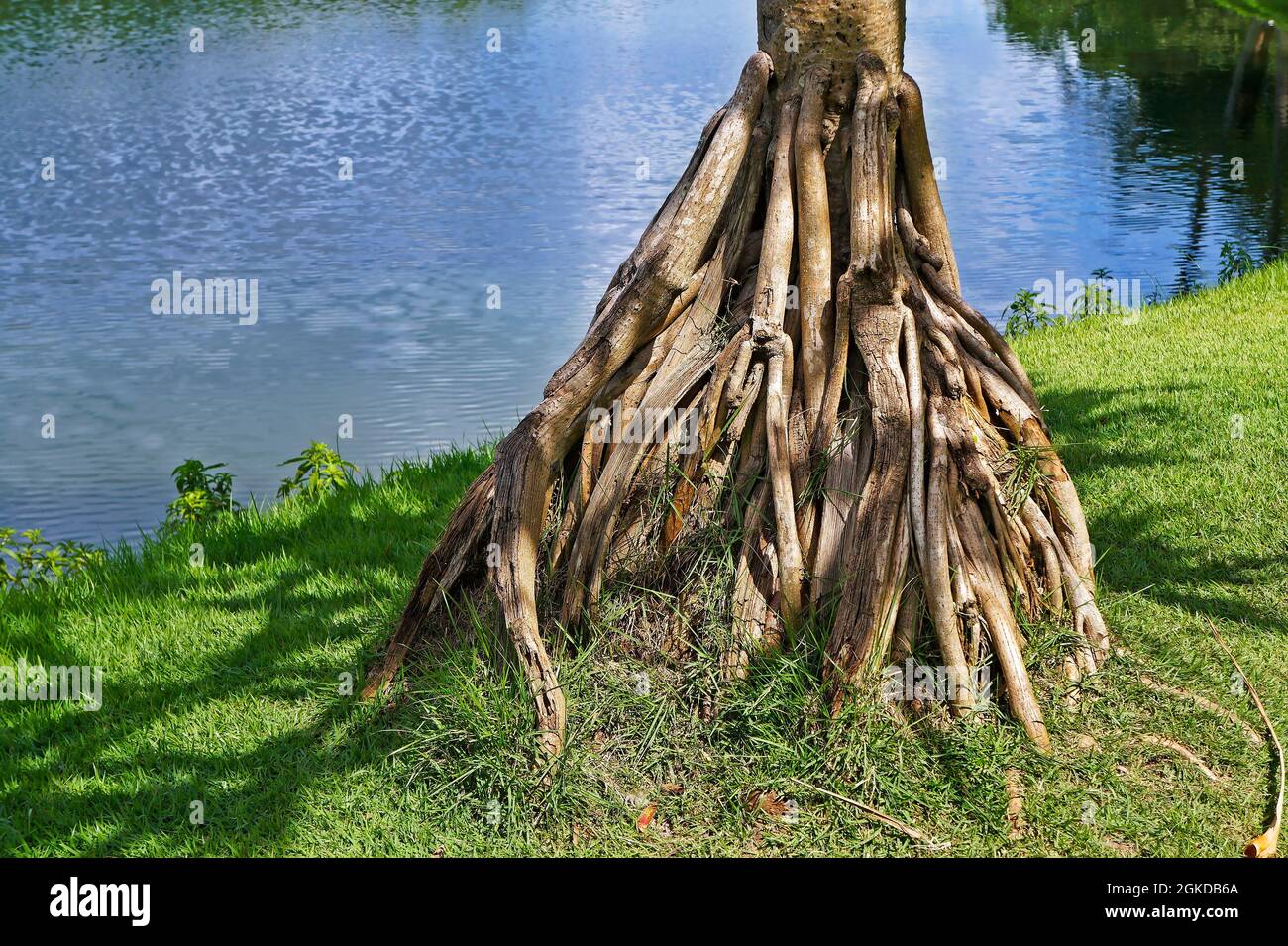 Pandanus roots hi-res stock photography and images - Alamy