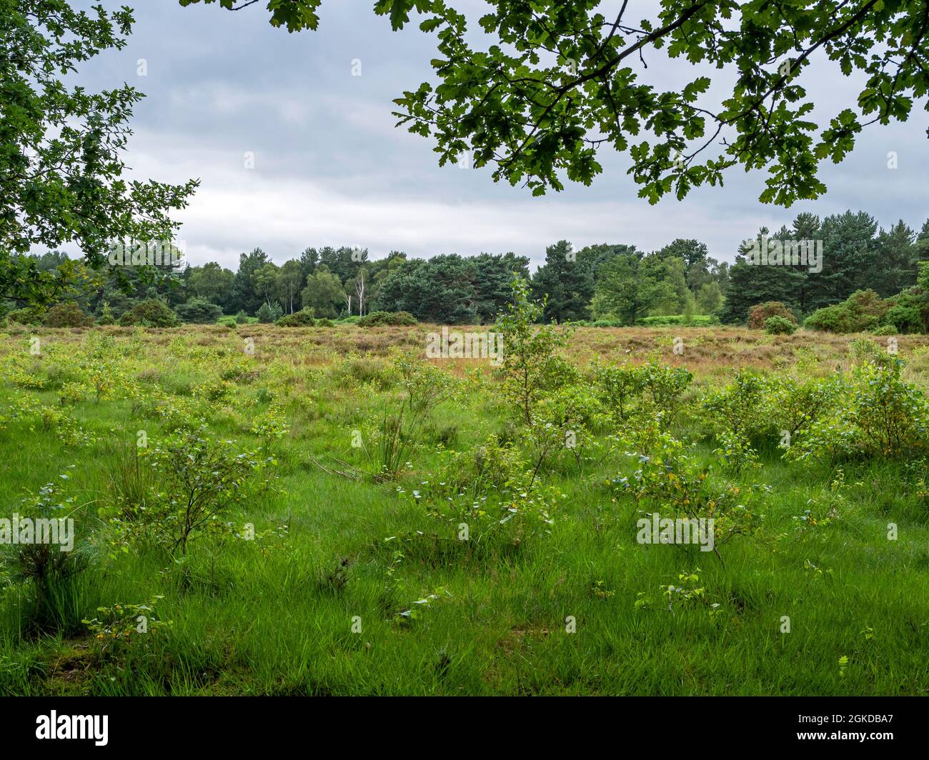 Green heathland habitat at Skipwith Common, North Yorkshire, England ...