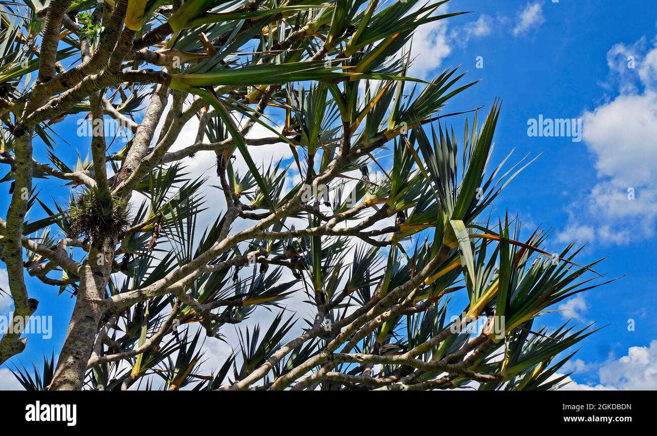 Pine Tree Blues Screws