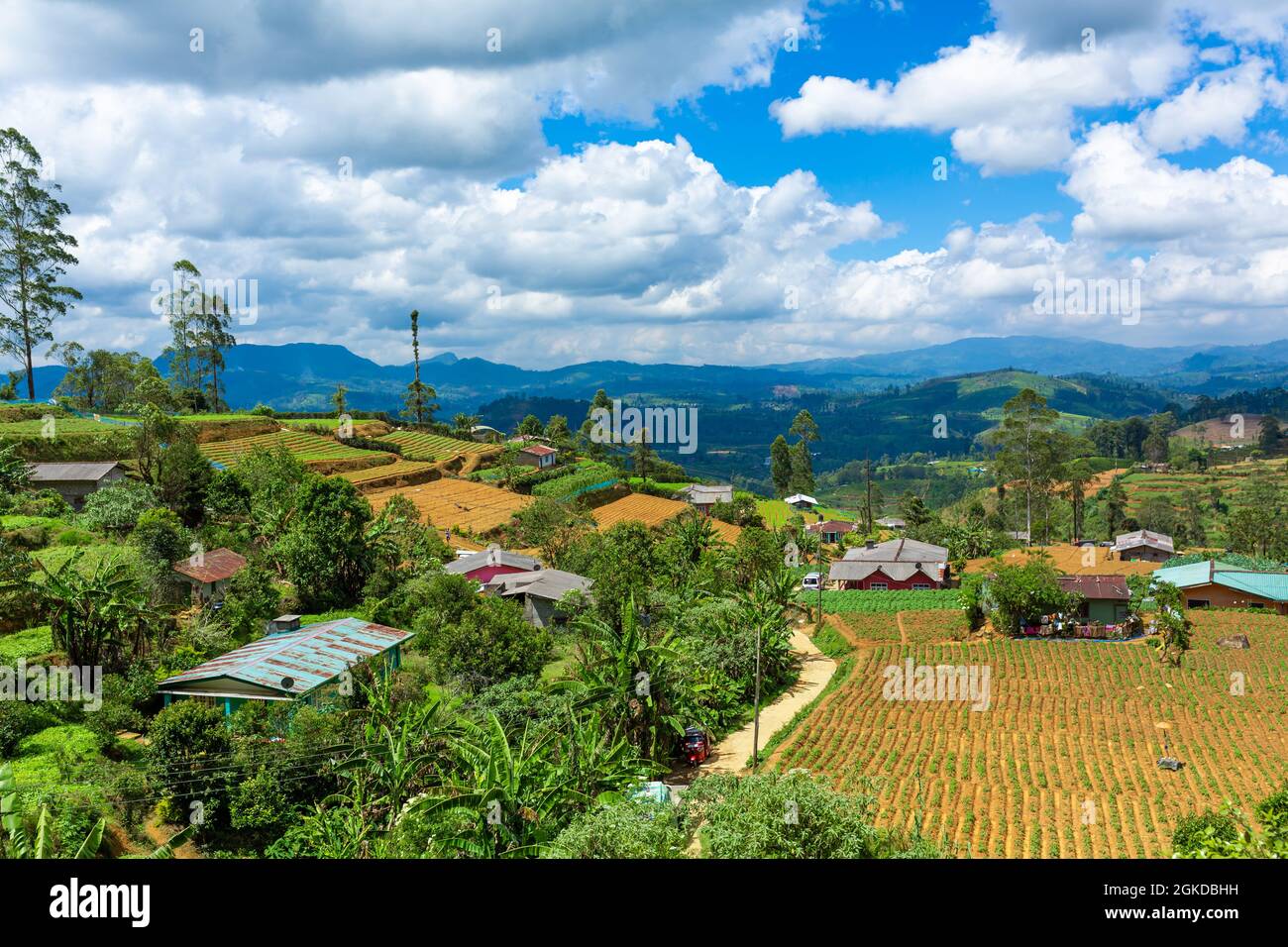Local household in Sri Lanka. A green vegetable garden with even beds ...