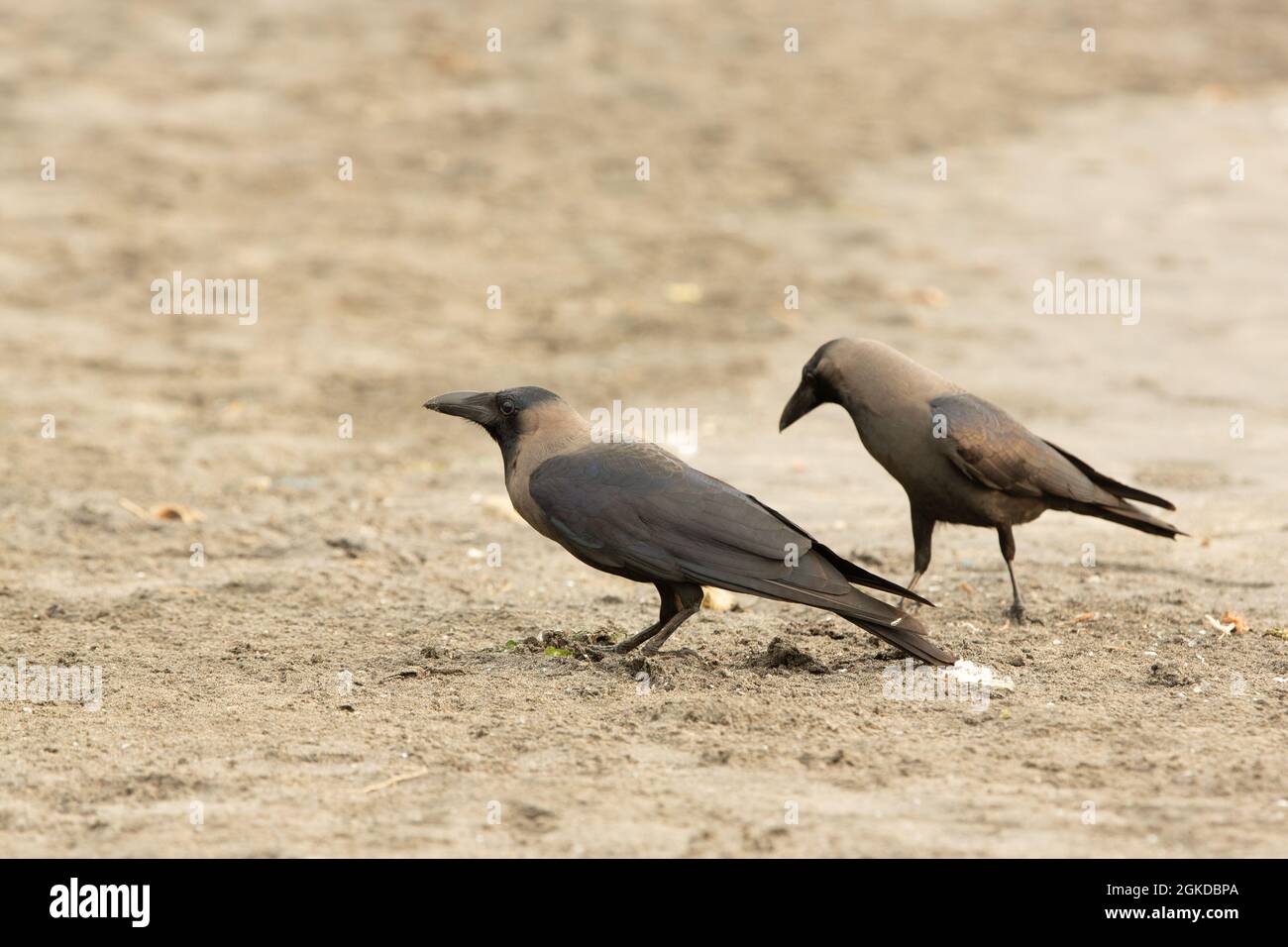 Two house crows walking on a beach in Kerala Stock Photo - Alamy