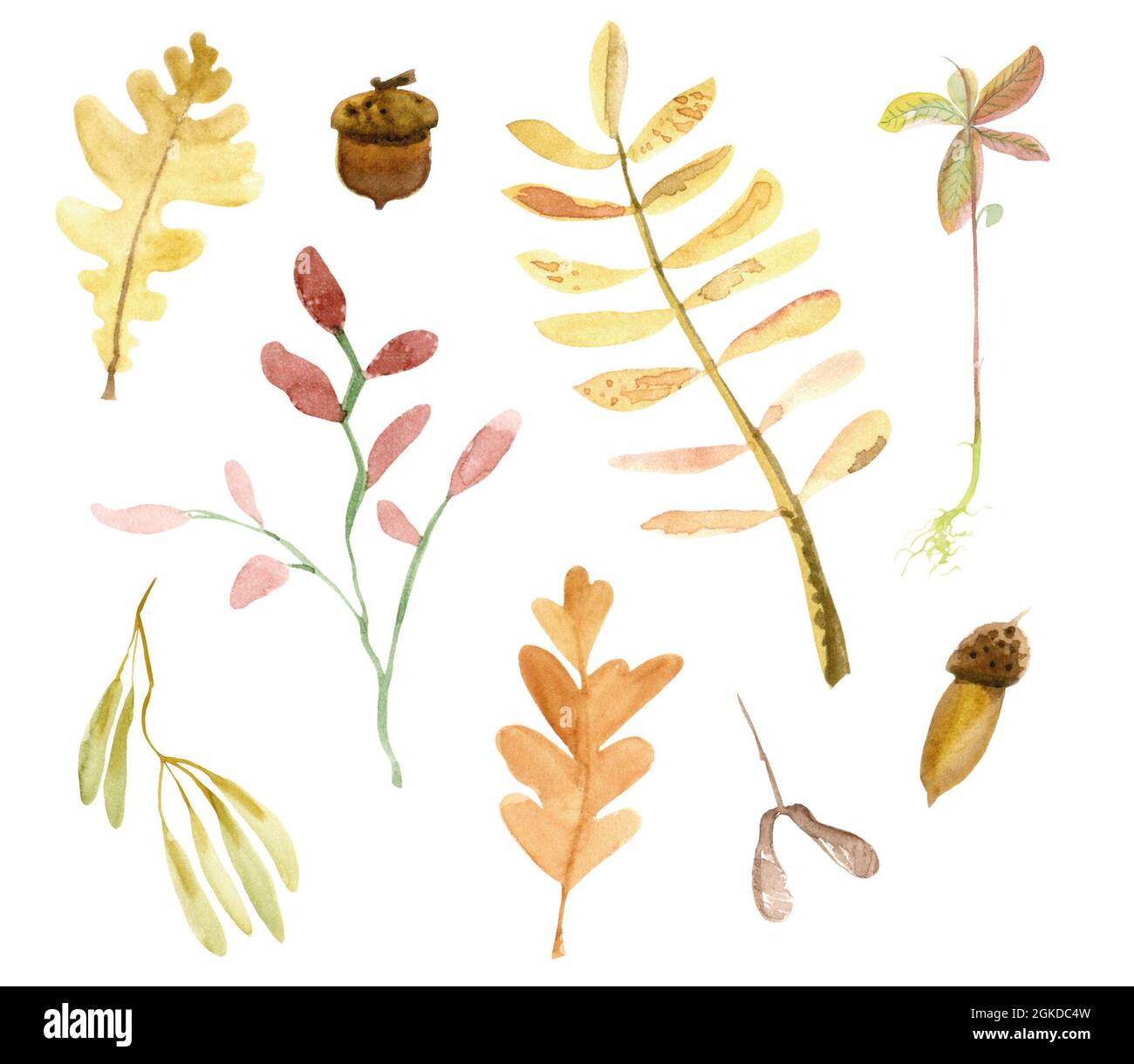 Watercolour hand drawn fall leaves and seeds on the white background ...