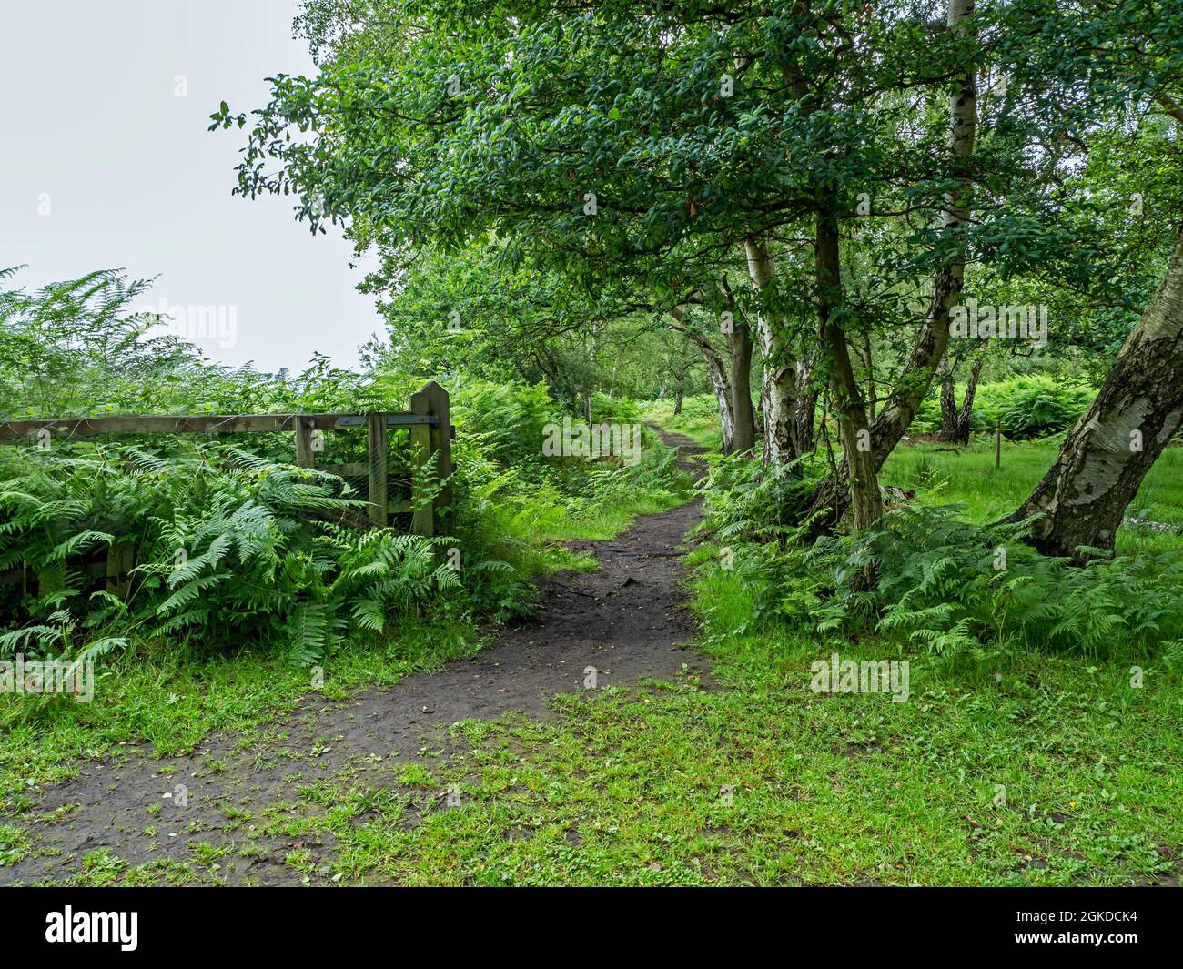 Trail at Skipwith Common, North Yorkshire, England Stock Photo - Alamy