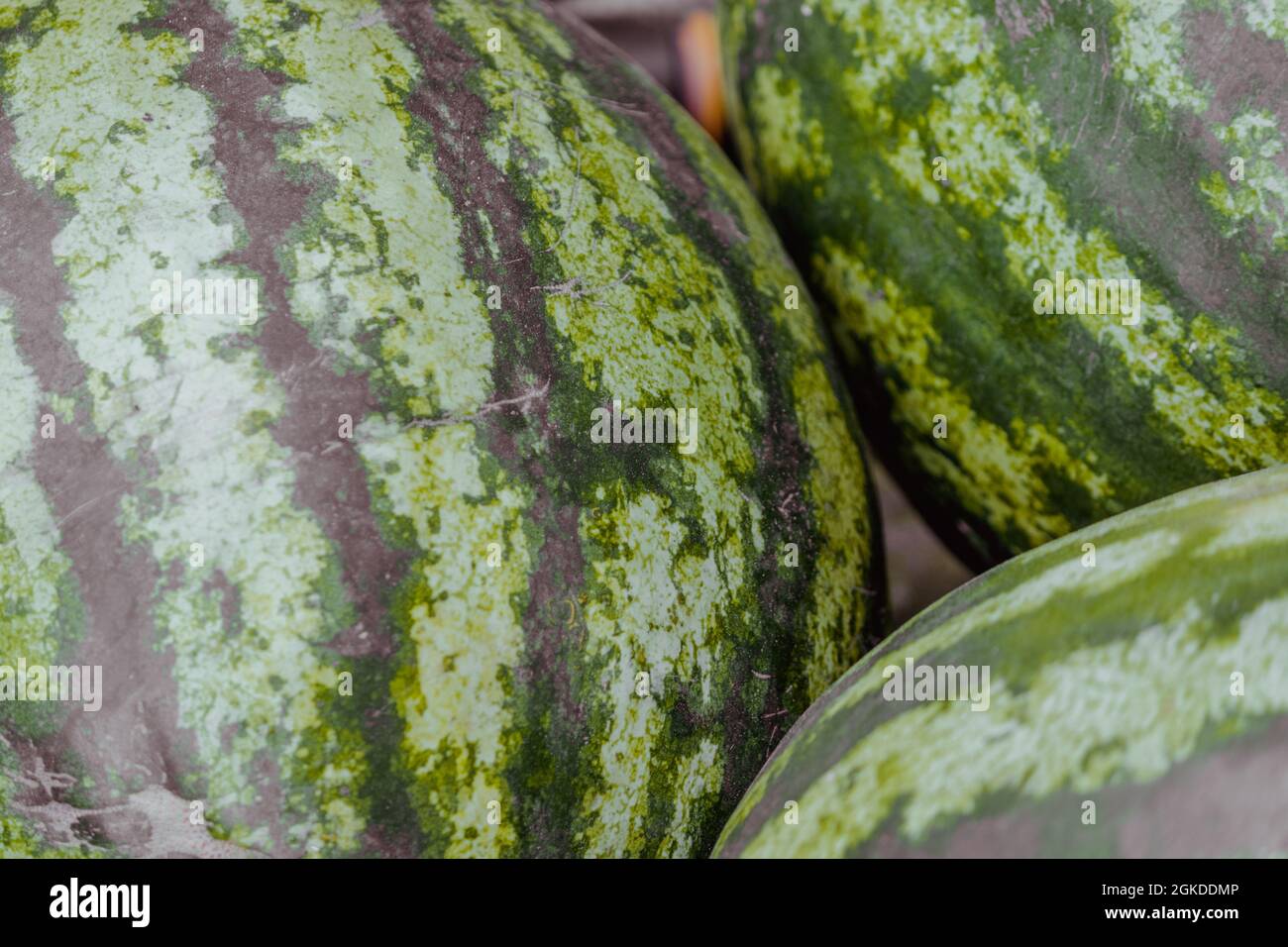 A close-up of green watermelons are sold at a grocery store. Autumn ...