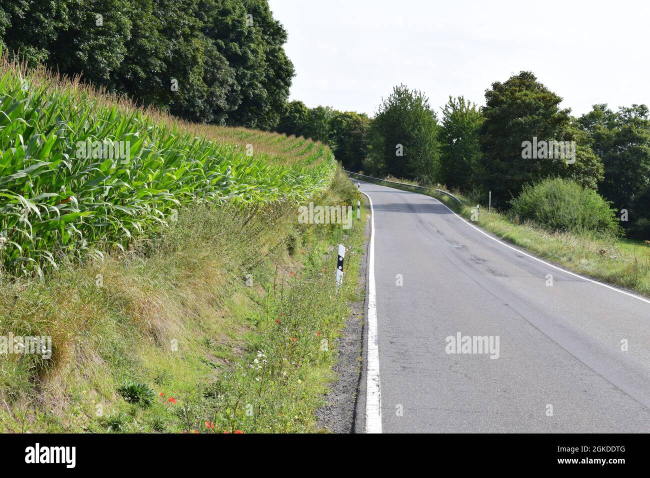 country road along high corn field Stock Photo - Alamy