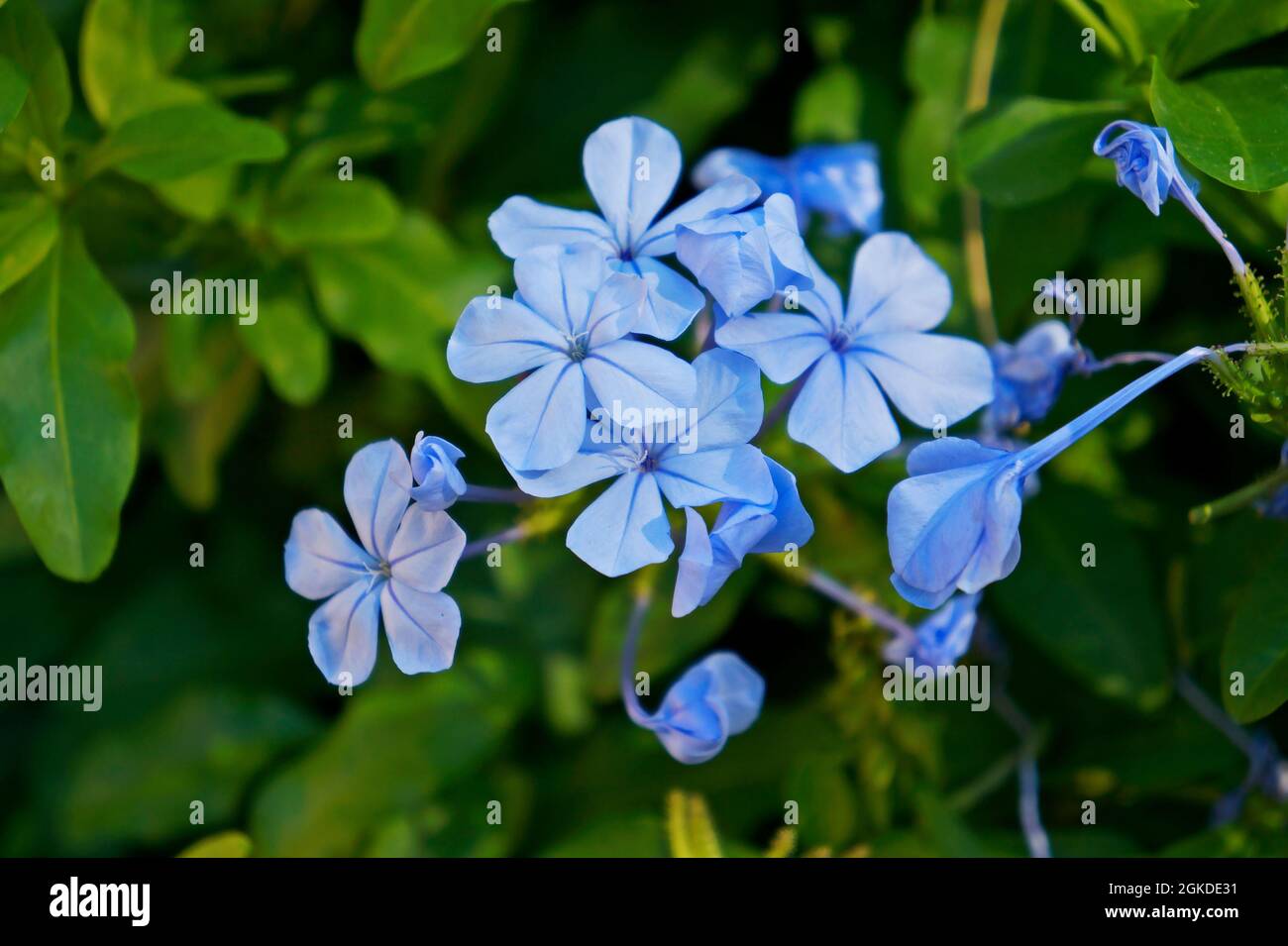 Cape leadwort flowers in the garden (Plumbago auriculata Stock Photo ...