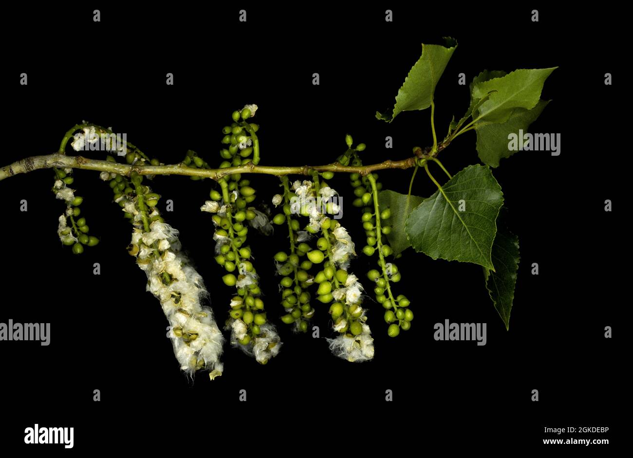 Populus nigra, the black poplar, is a species of cottonwood poplar, the ...