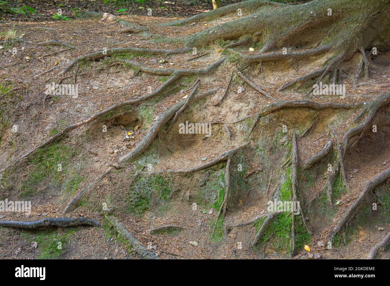 Soil erosion foundation High Resolution Stock Photography and Images ...