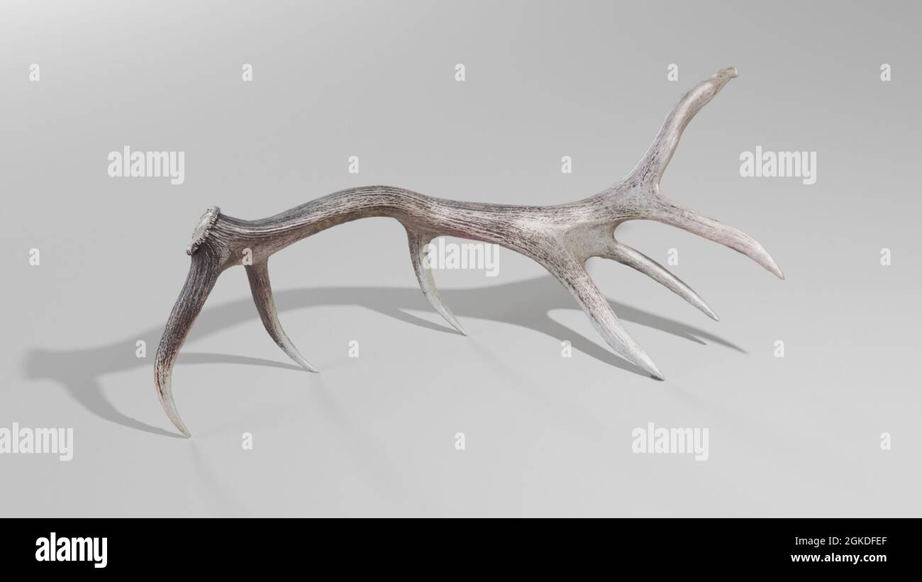 Single deer antler isolated on a white background Stock Photo - Alamy