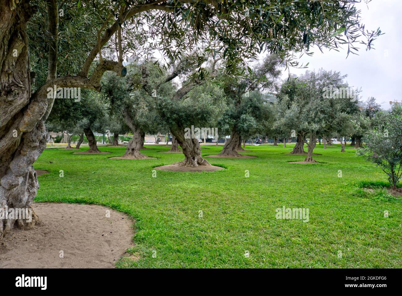 Bosque de lima hi-res stock photography and images - Alamy
