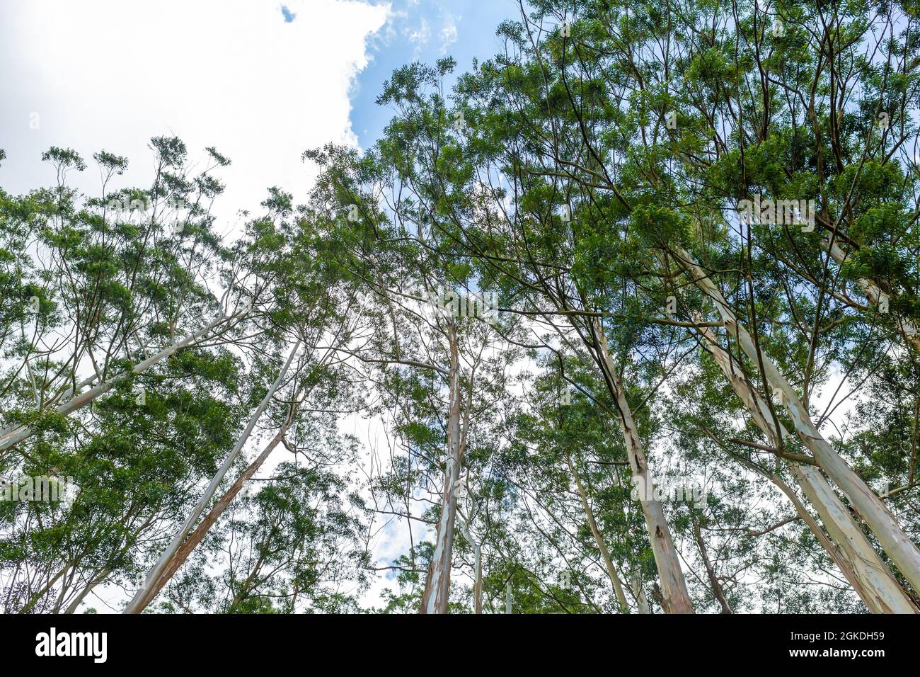 Forest grove. Trees in a park on the island of Sri Lanka Stock Photo ...