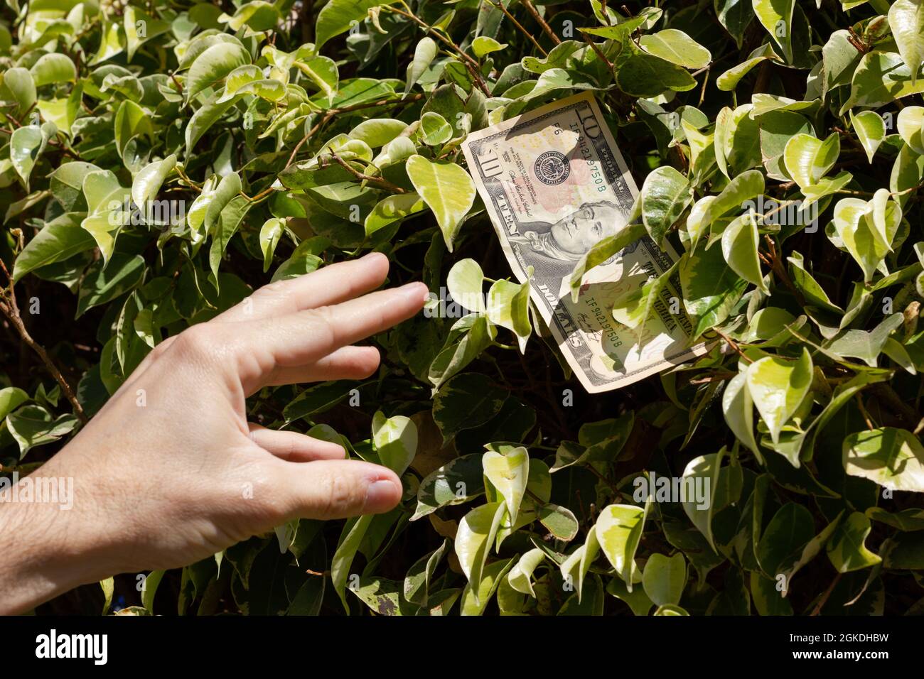 Hand of man reaching ten dollar note bill from green leaves bush on ...