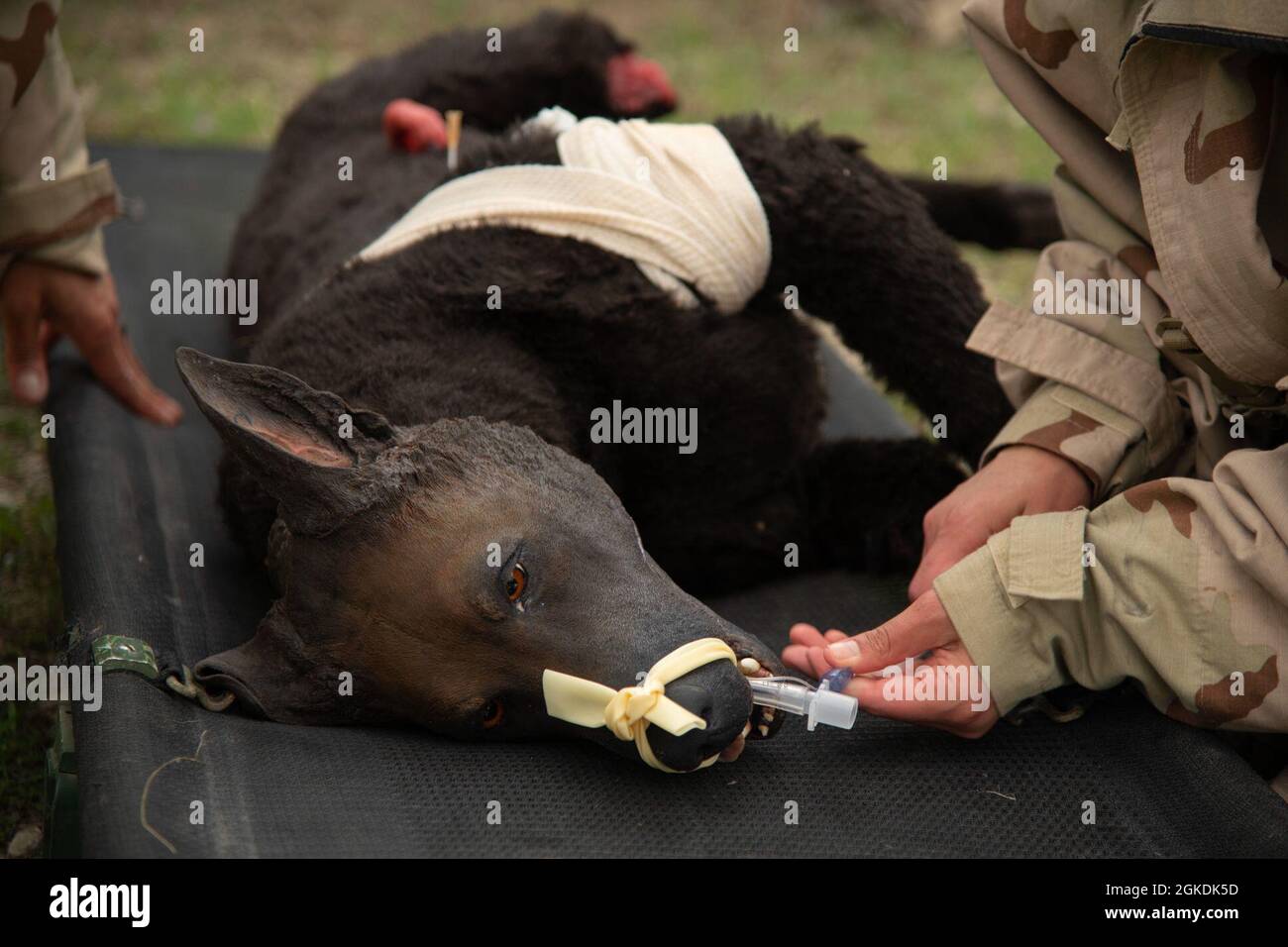 U.S. Army SGT Danielle Vaughn from the 94th Engineer K9 Detachment, U.S ...