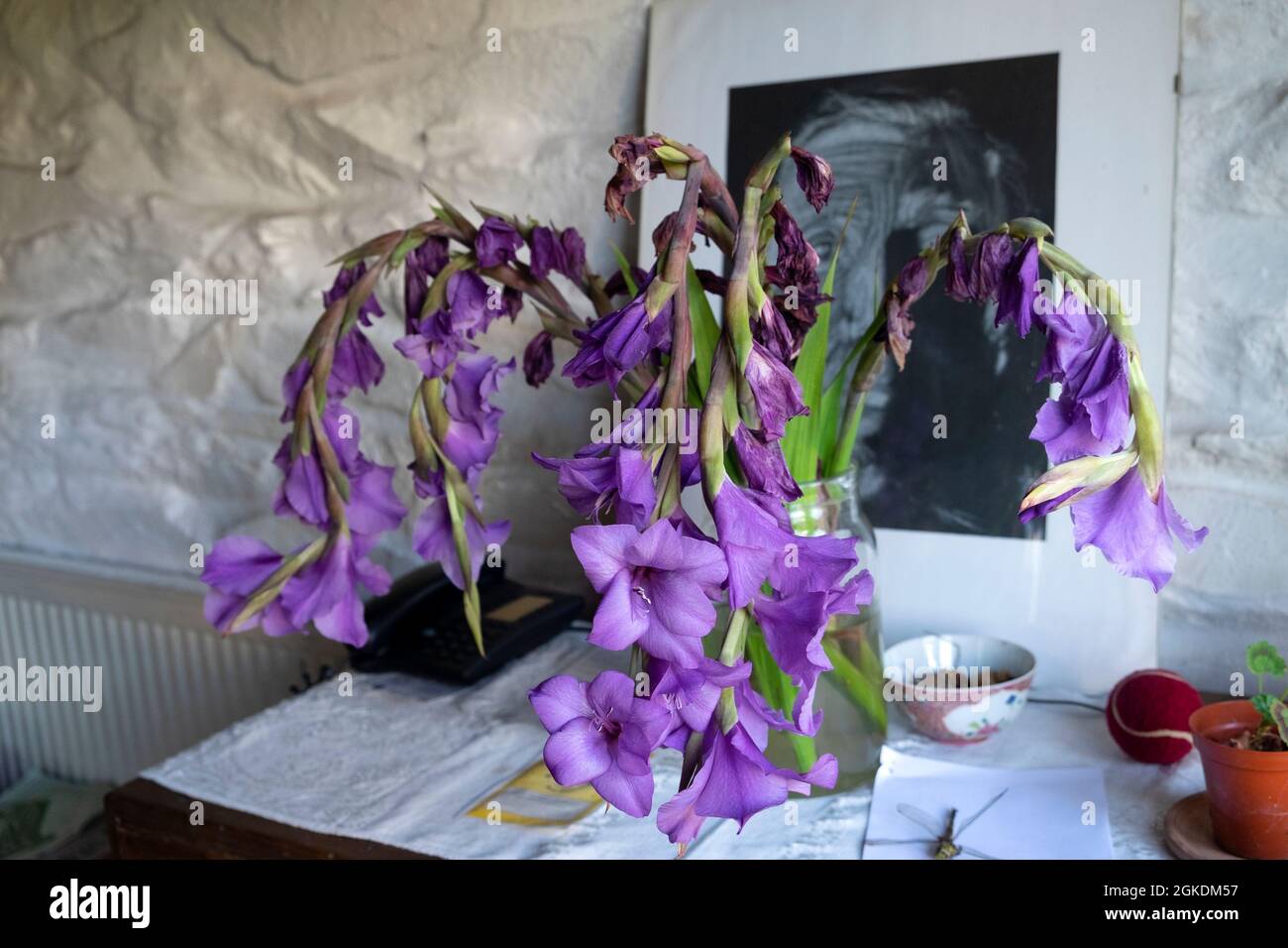 Sad purple flower hi-res stock photography and images - Alamy