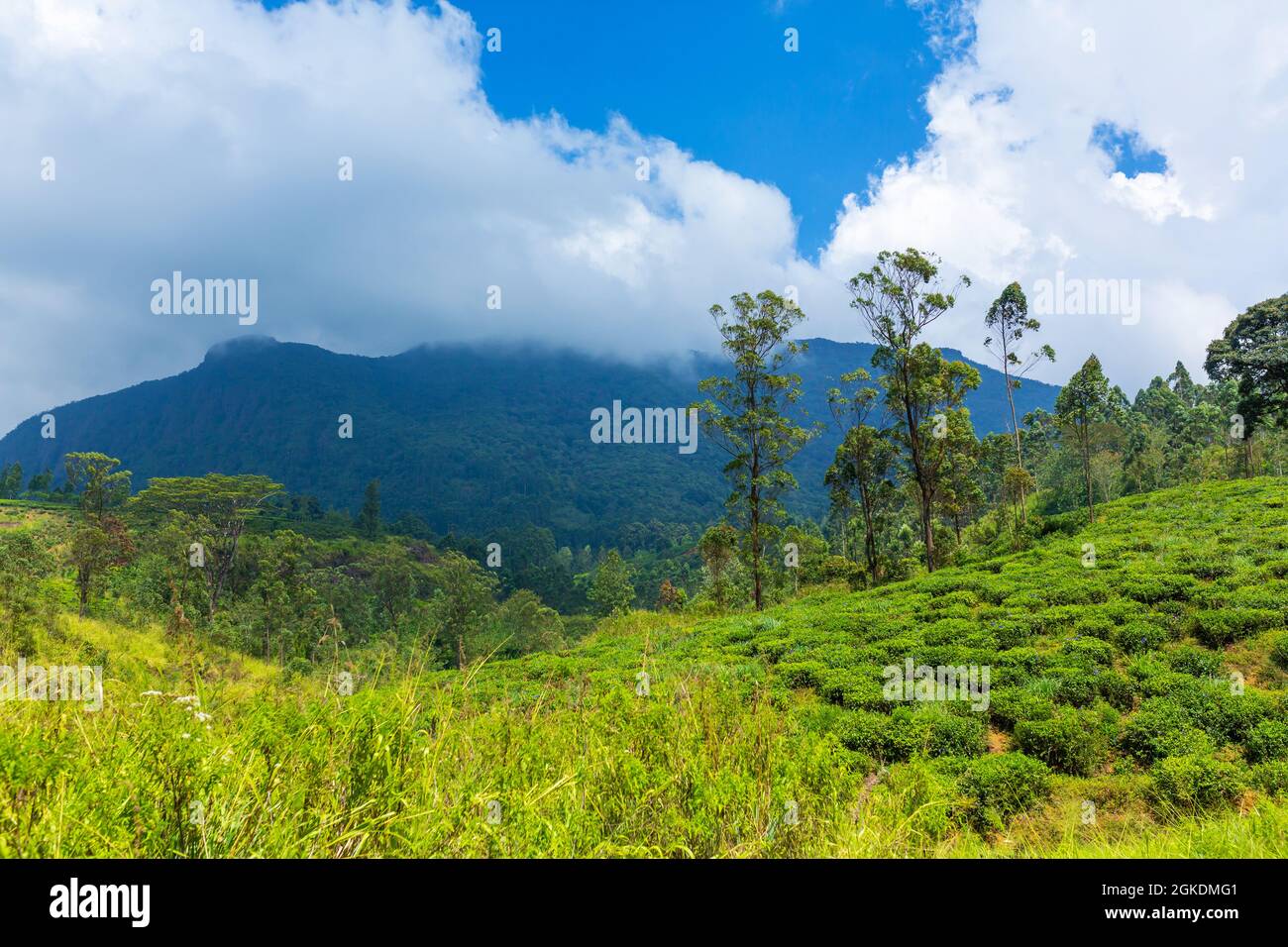 Picturesque natural landscape. Green tea plantations in the highlands ...