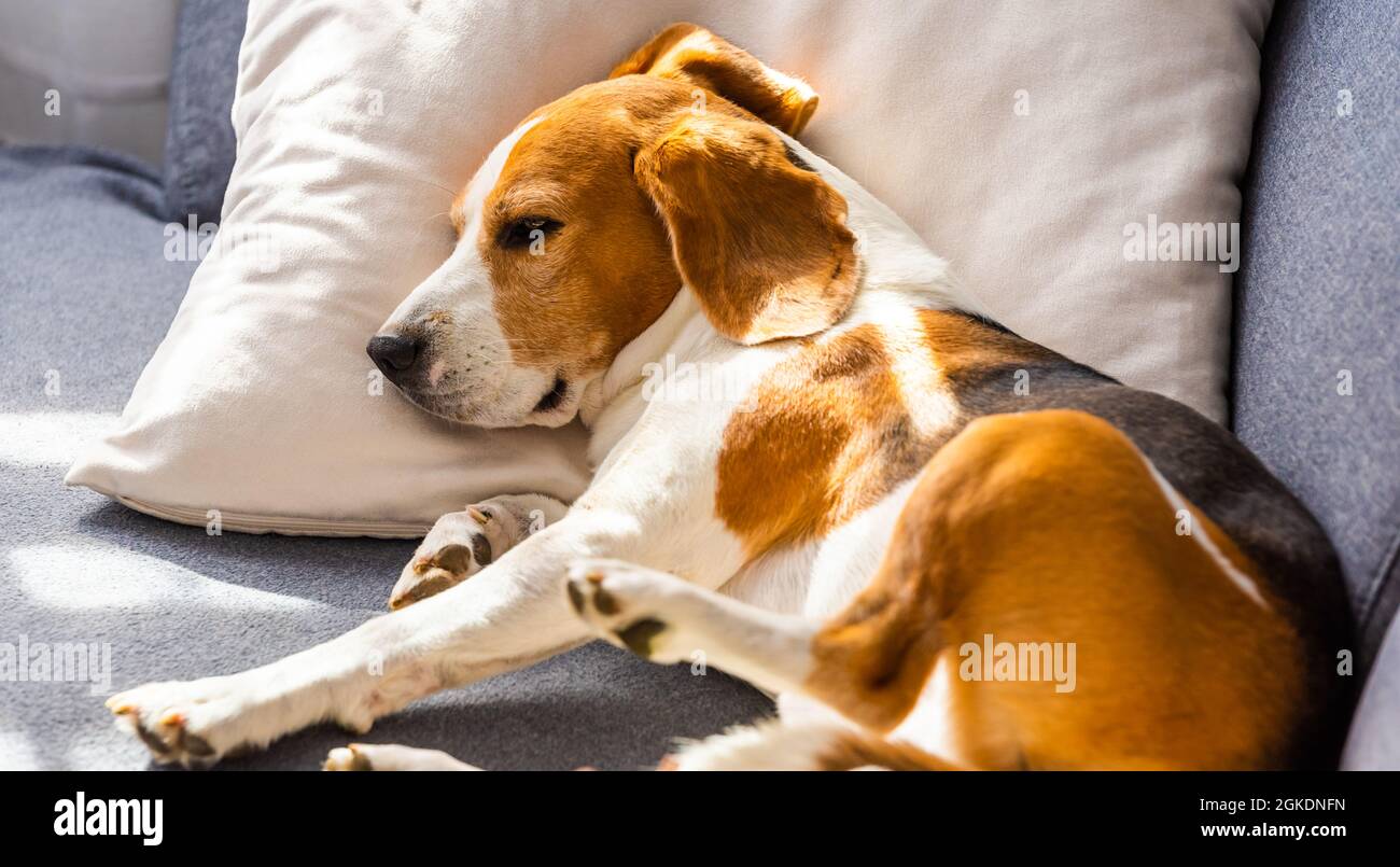 Sleeping beagle dog on couch indoors Stock Photo - Alamy
