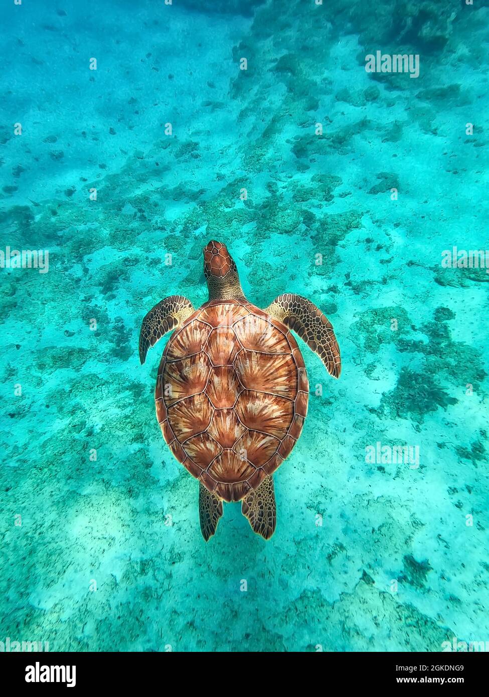 Turtle cyprus hi-res stock photography and images - Alamy