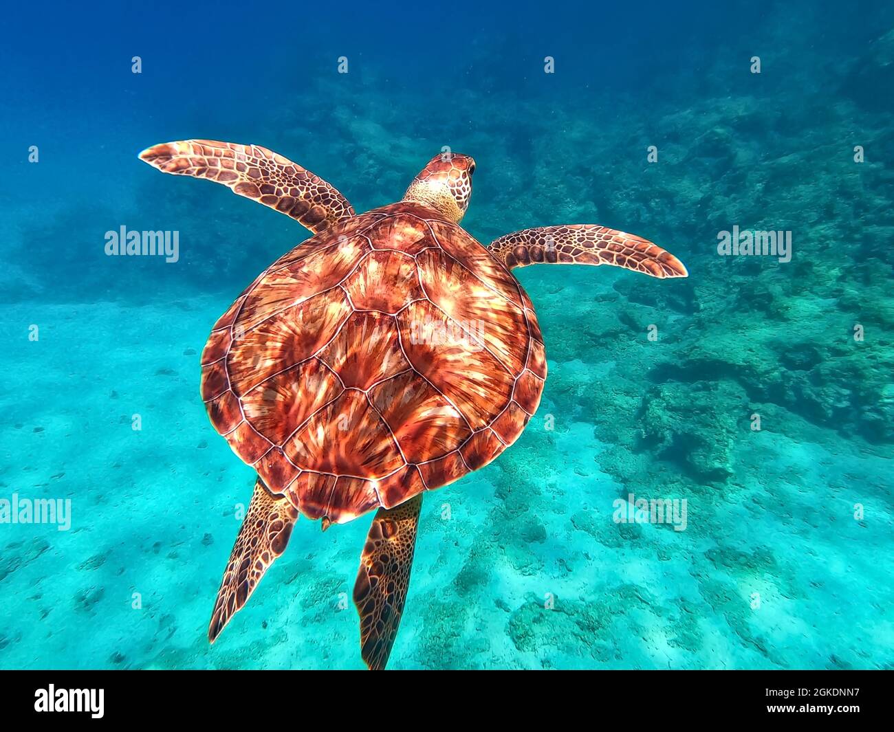 Observe Sea Turtles In Cyprus High Resolution Stock Photography and ...