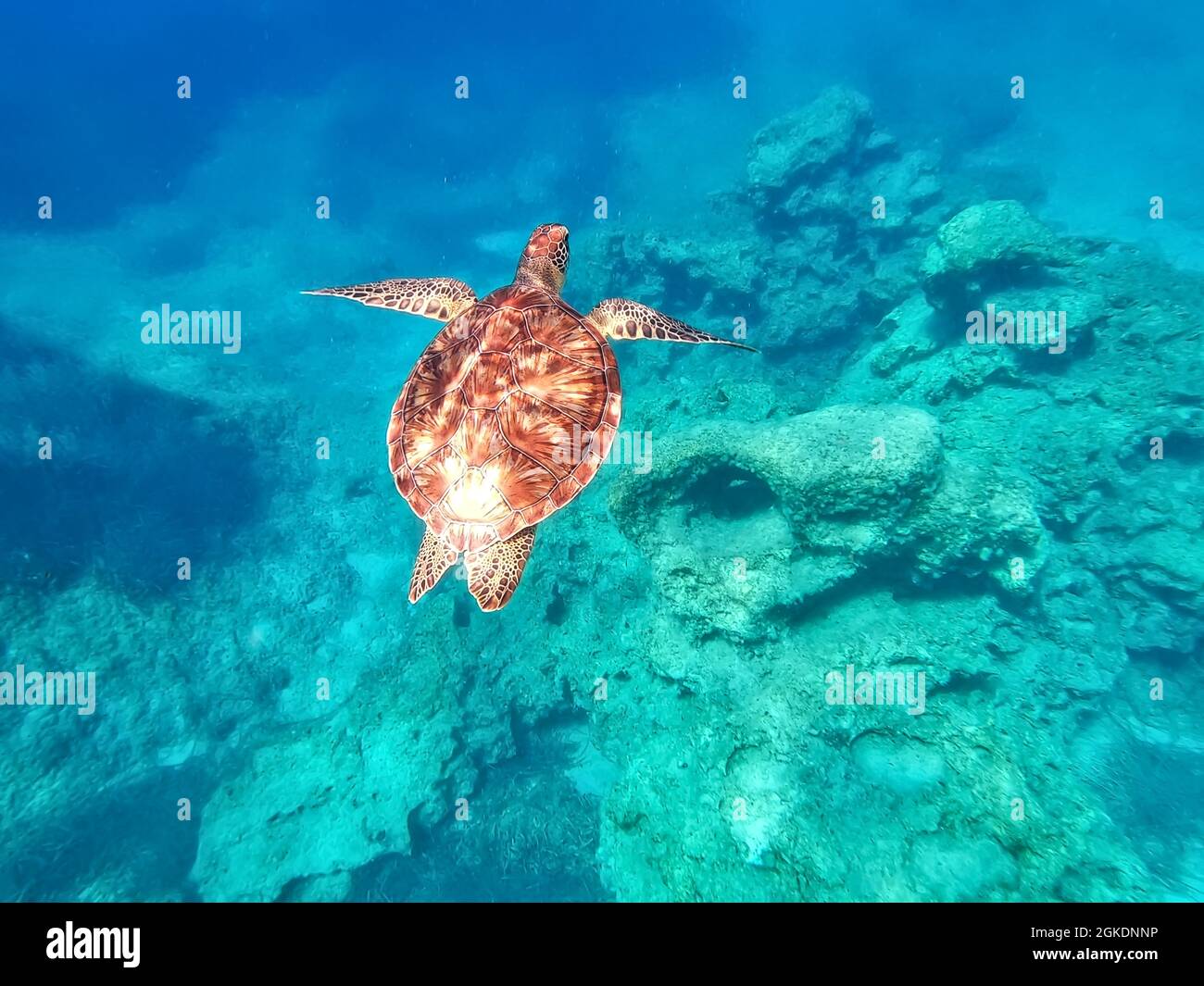 Observe sea turtles in cyprus hi-res stock photography and images - Alamy