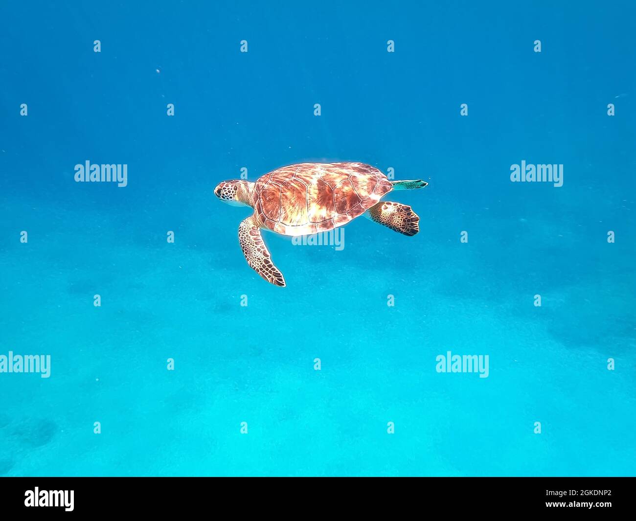 Observe sea turtles in cyprus hi-res stock photography and images - Alamy