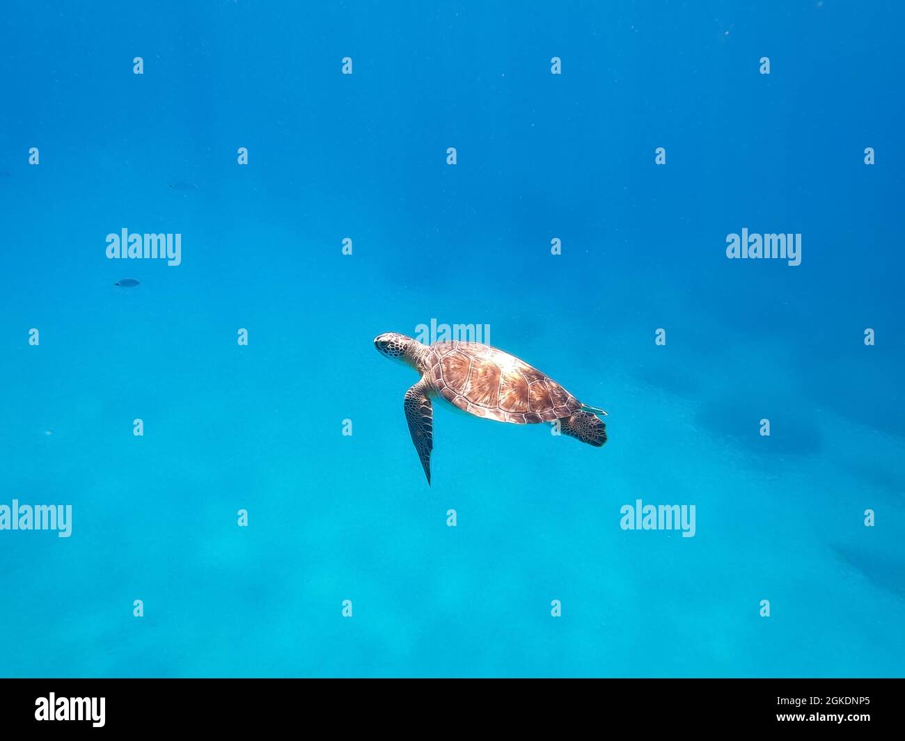 Sea turtle, Cyprus, Protaras, Mediterranean sea, Europe Stock Photo - Alamy