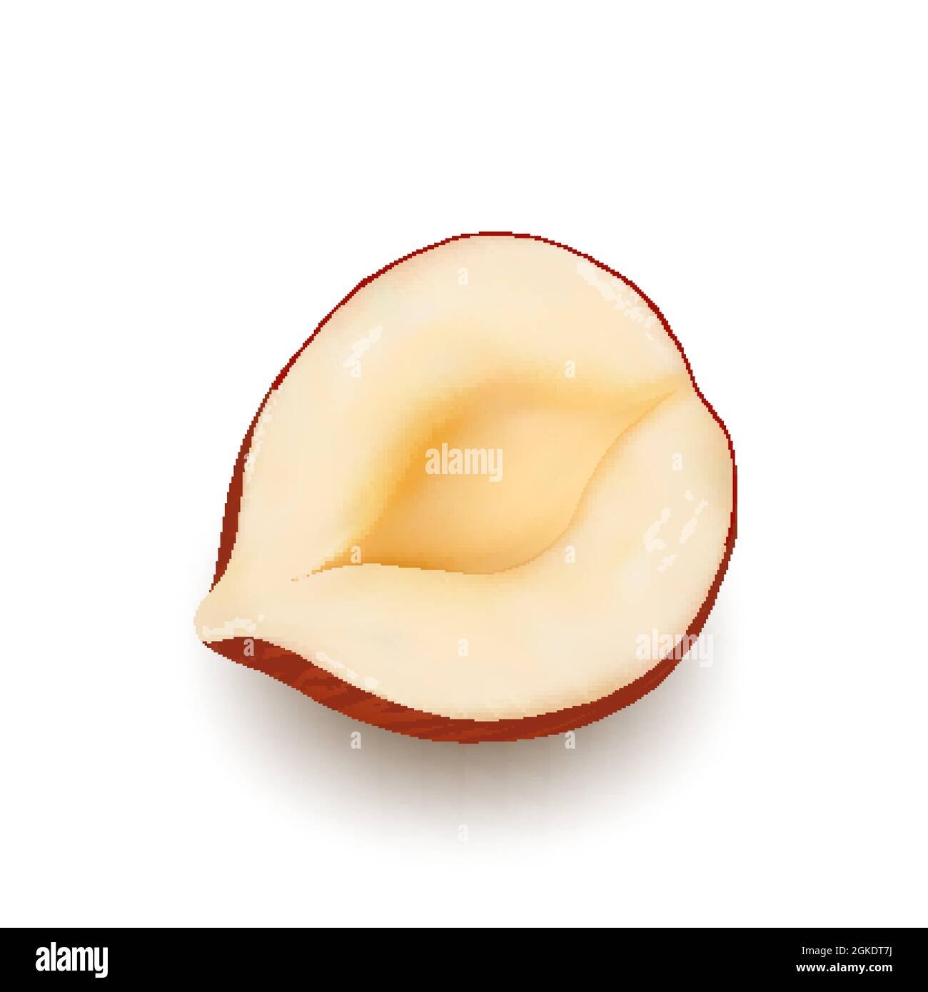 Hazelnut Nut Kernel Cut Piece Tasty Food Vector Stock Vector Image ...