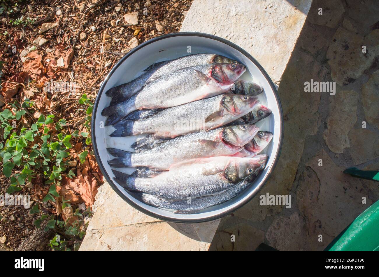 Illustrative photo, Brancin (Lubin), Common Sea Bass, fish, food ...