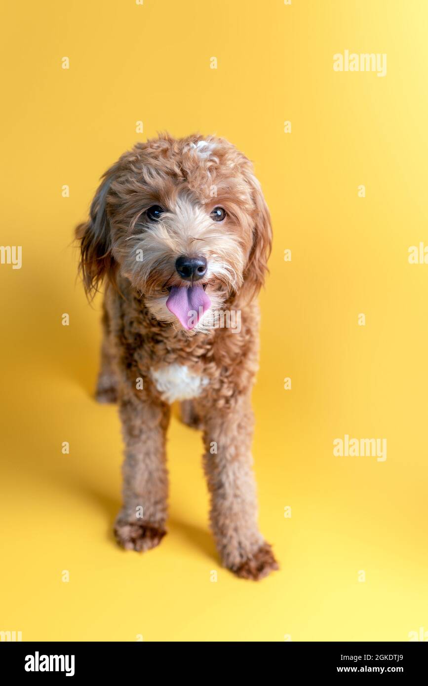 White Mini Goldendoodle Puppy