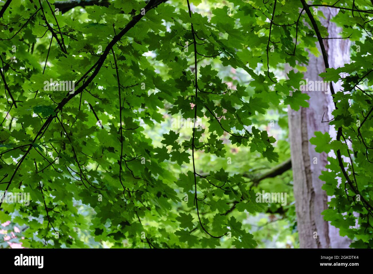 Maple tree branches with green foliage Stock Photo - Alamy