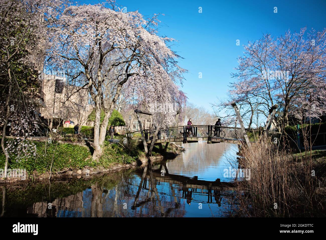 Cherry Blossoms at Van Gogh Bridge at Lake Anne in Reston, Virginia ...