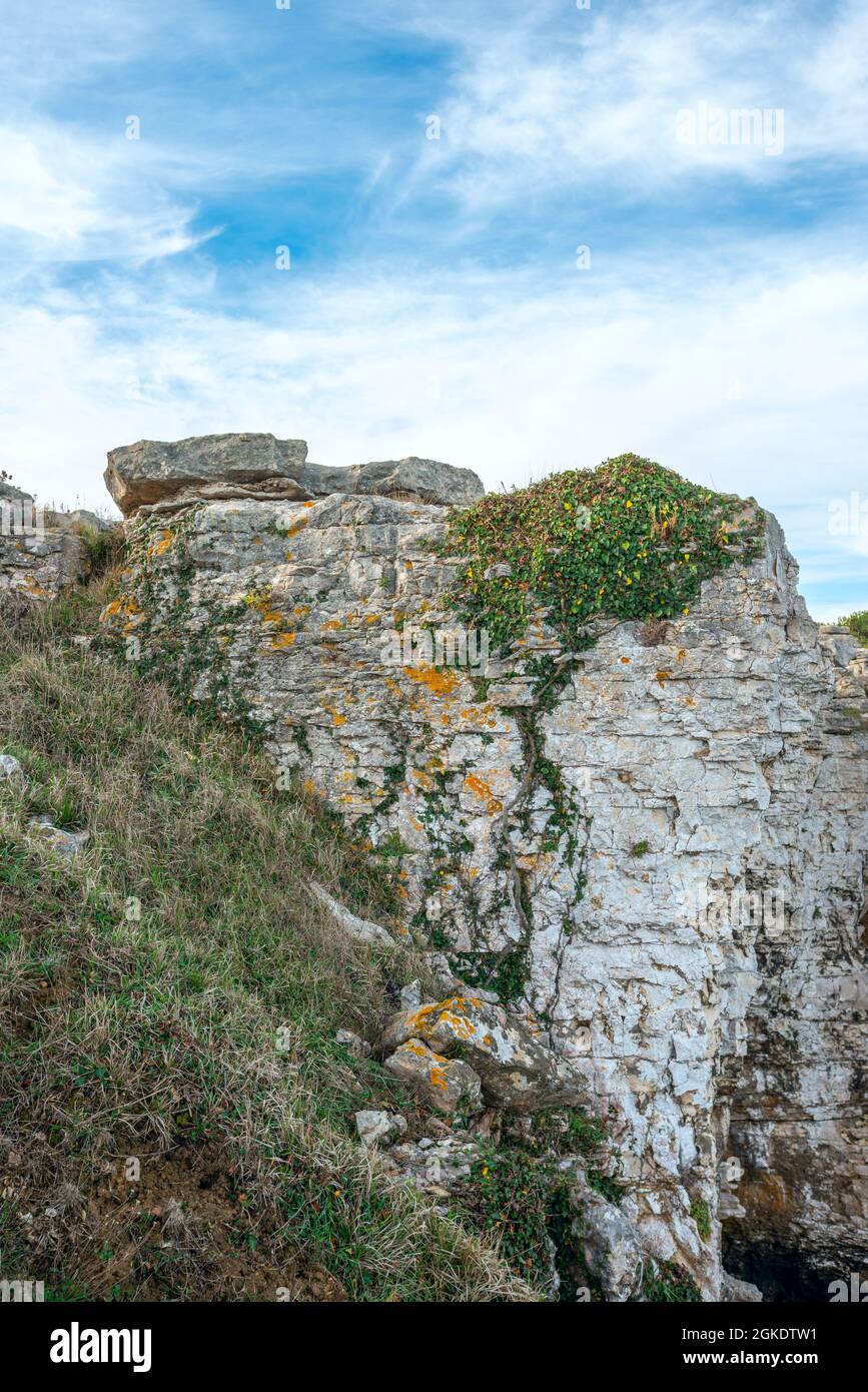 White stone cliffs near the sea covered with grass and vines Stock ...