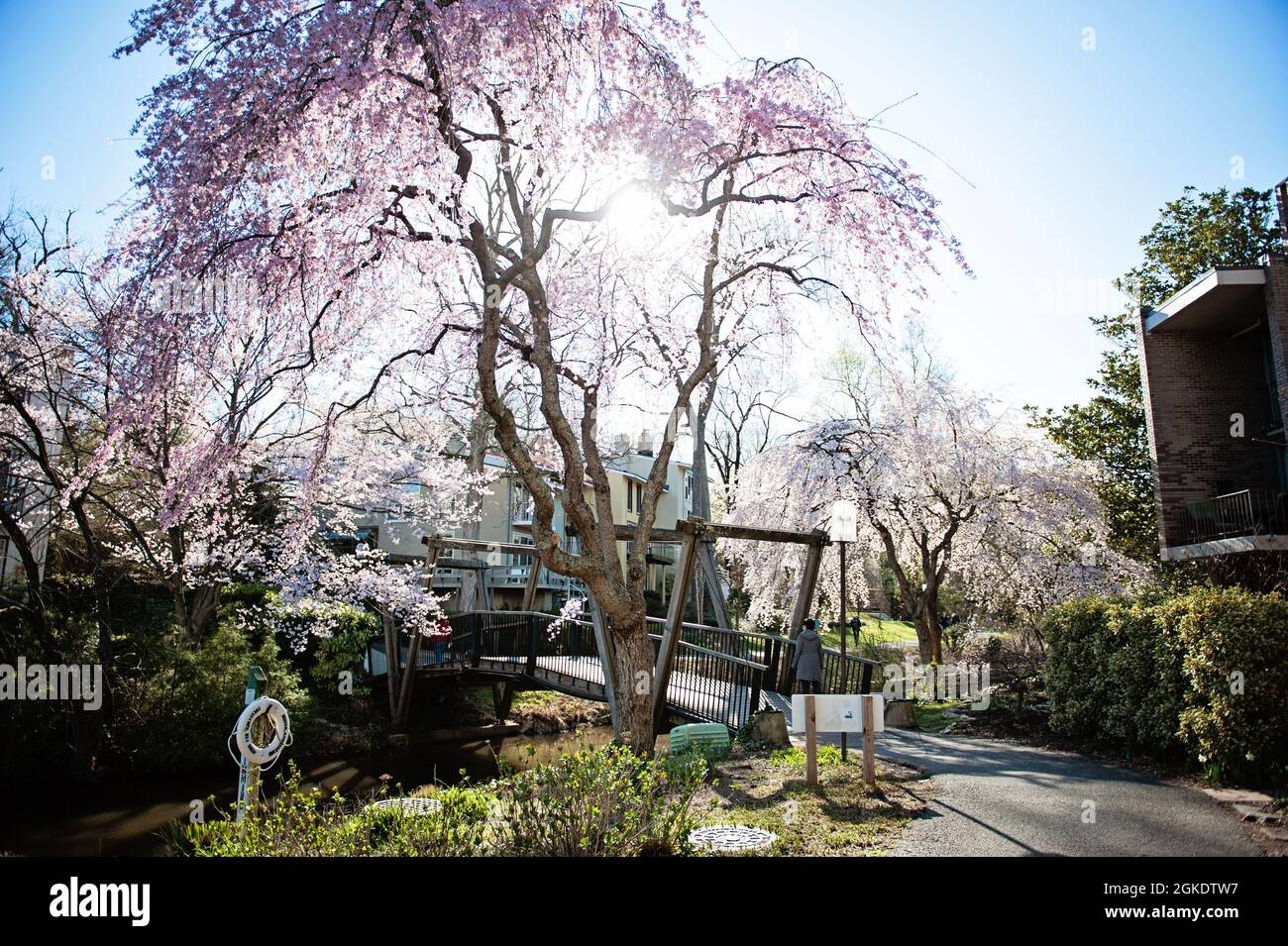 Cherry Blossoms at Van Gogh Bridge at Lake Anne in Reston, Virginia ...