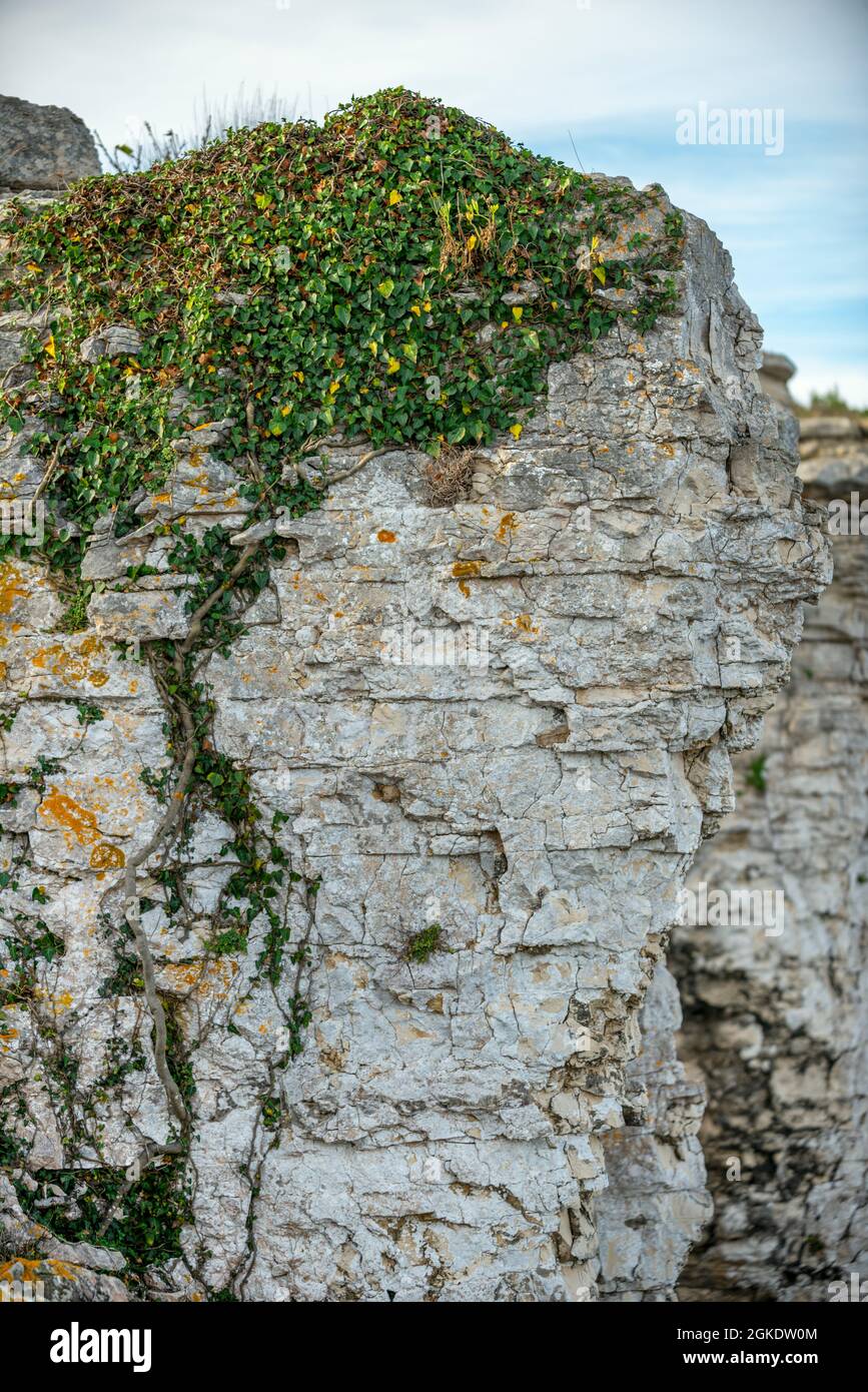 White stone cliffs near the sea covered with grass and vines Stock ...