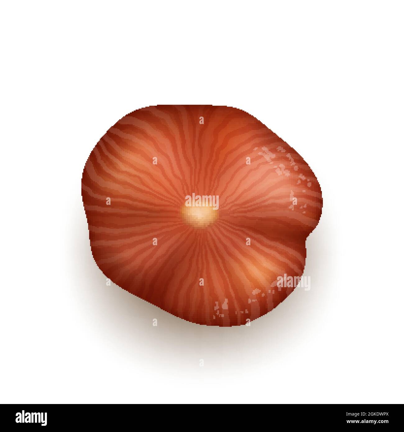 Hazelnut Natural Nut Kernel Bio Nutrition Vector Stock Vector Image ...