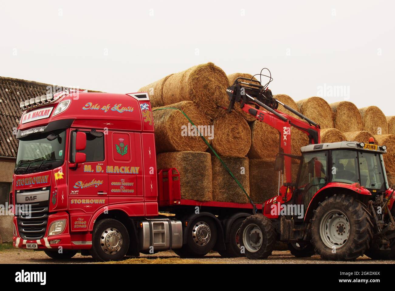 A Daf artic lorry from Stornowa,y carrying hay bales, being unloaded by ...