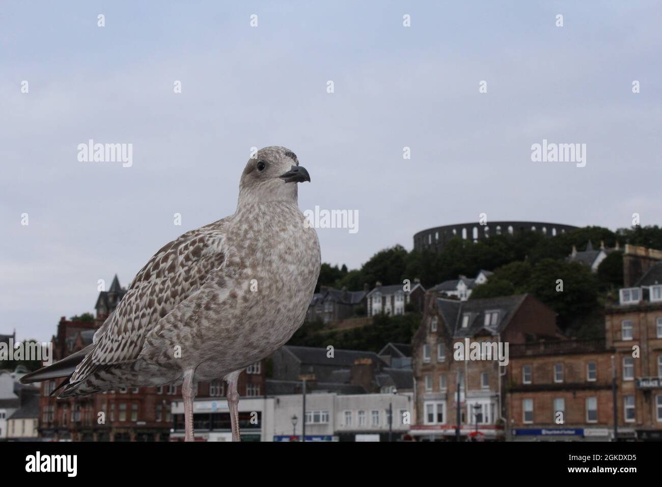 Pájaro bebé hi-res stock photography and images - Alamy