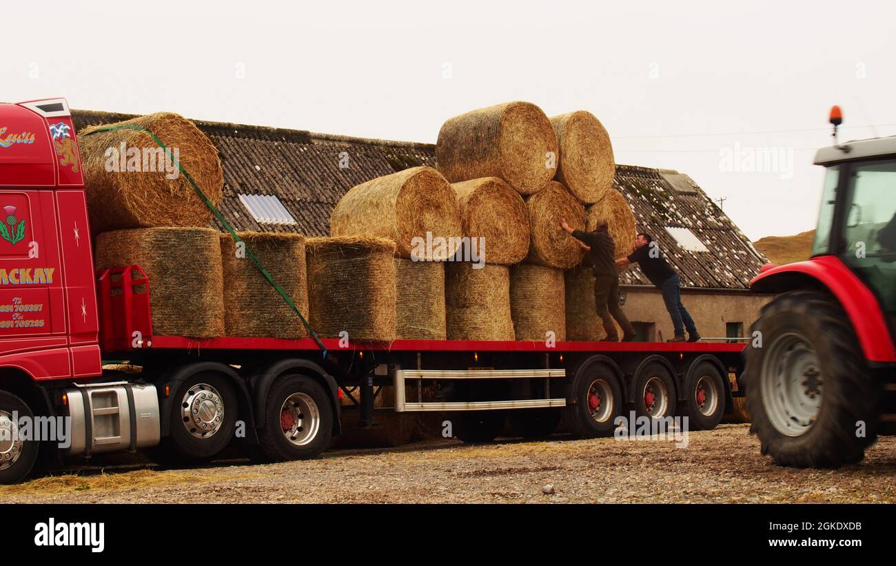 Tractor carrying fodder hi-res stock photography and images - Alamy
