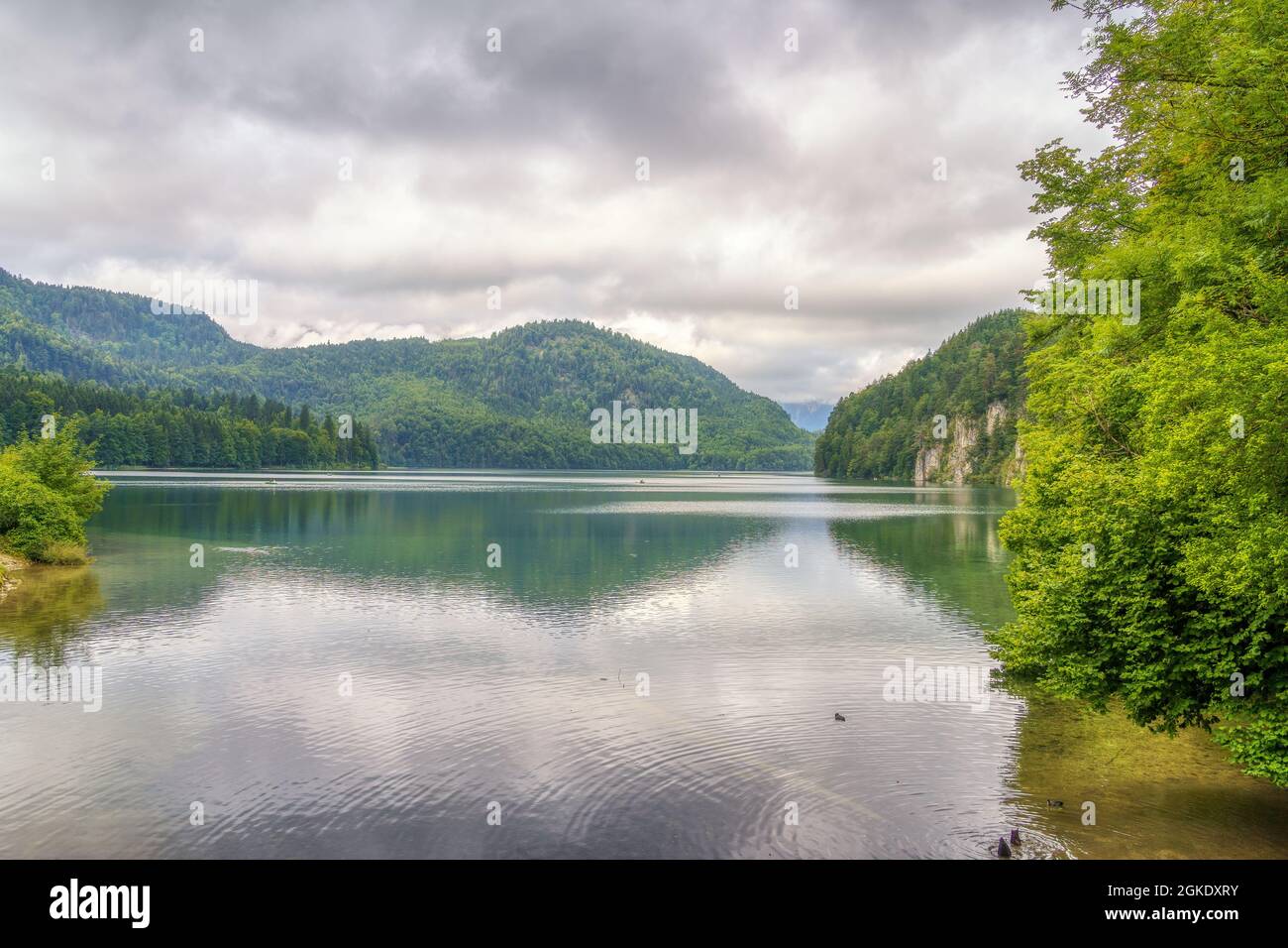 Beautiful view of Lake Alpsee and Alpine nature in Schwangau, Bavaria ...