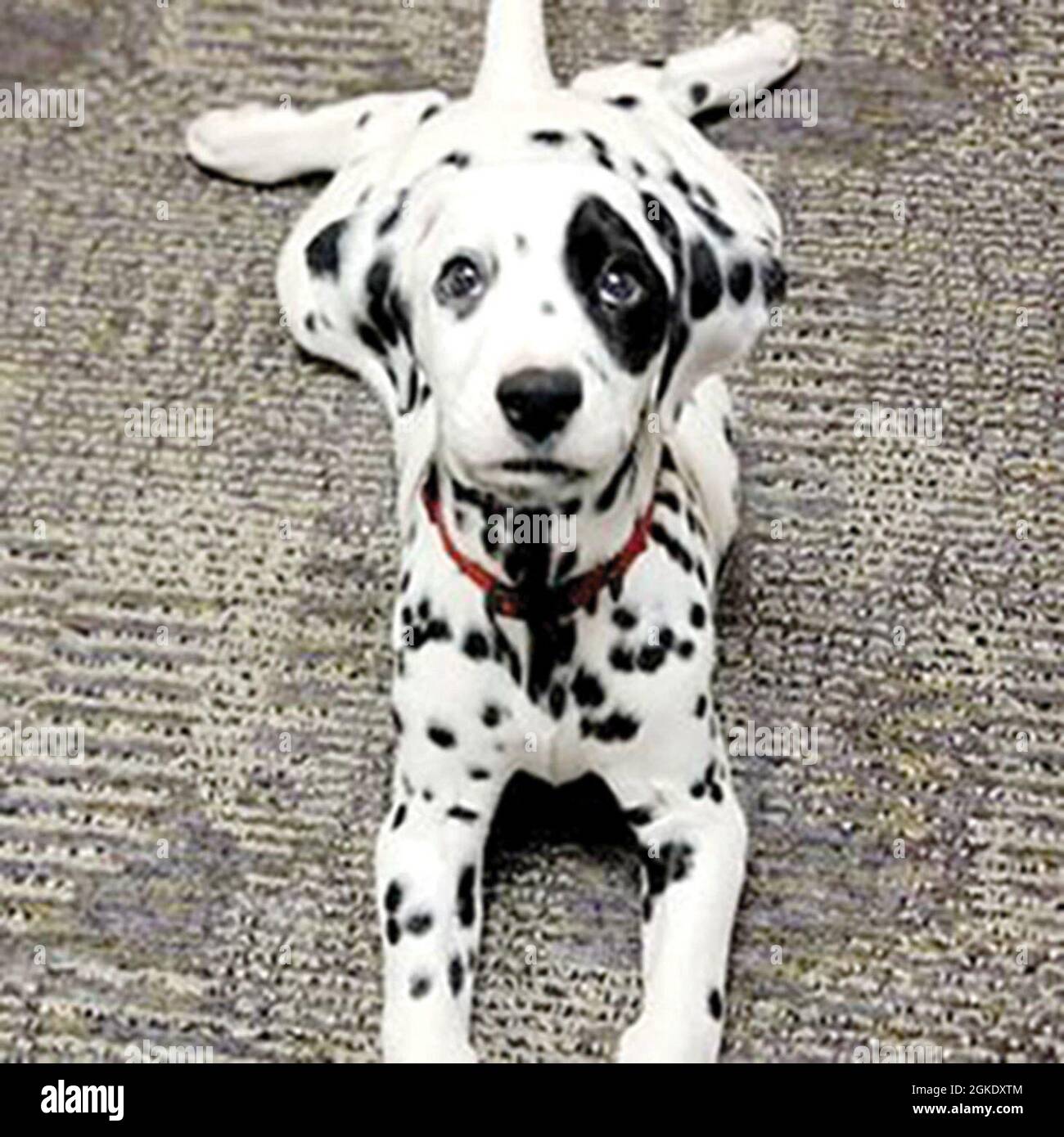 FORT CARSON, Colo. — Higbee lays down at the Fort Carson Main Fire ...