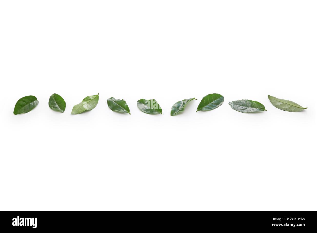 tea leaves line banner design Stock Photo - Alamy