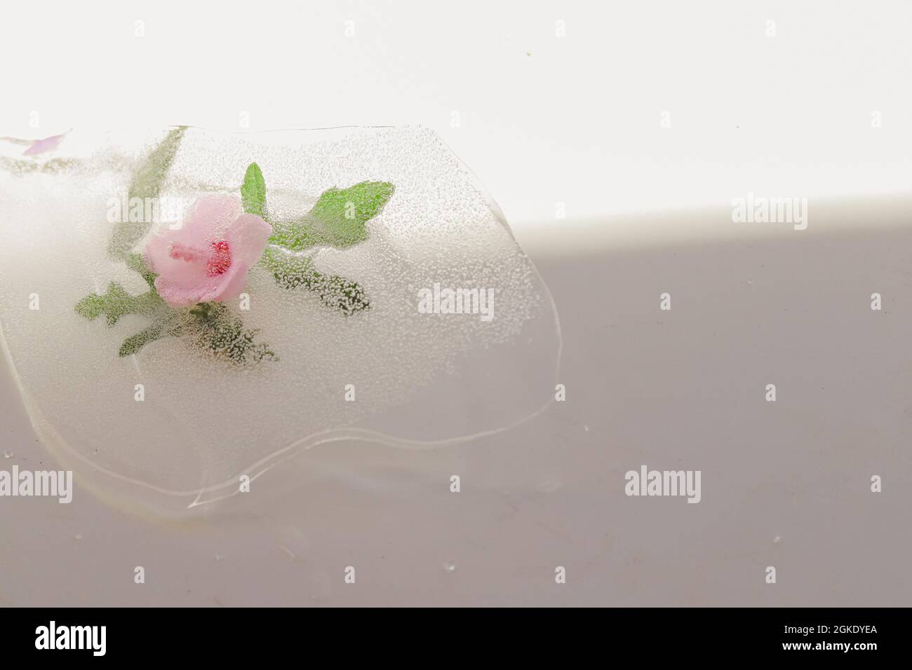 Closeup of the frozen flower on white background Stock Photo - Alamy