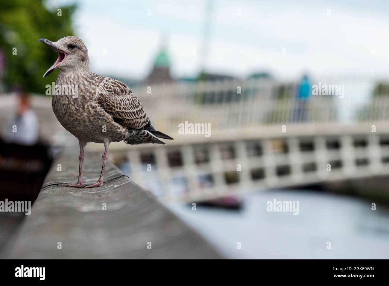 Little seagull chirping on a railing next to the river Stock Photo - Alamy