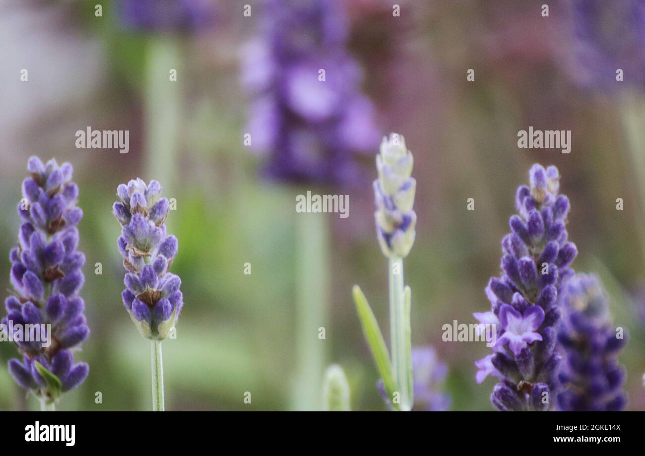 Nature background lavandula augustifolia or true lavender, close up ...