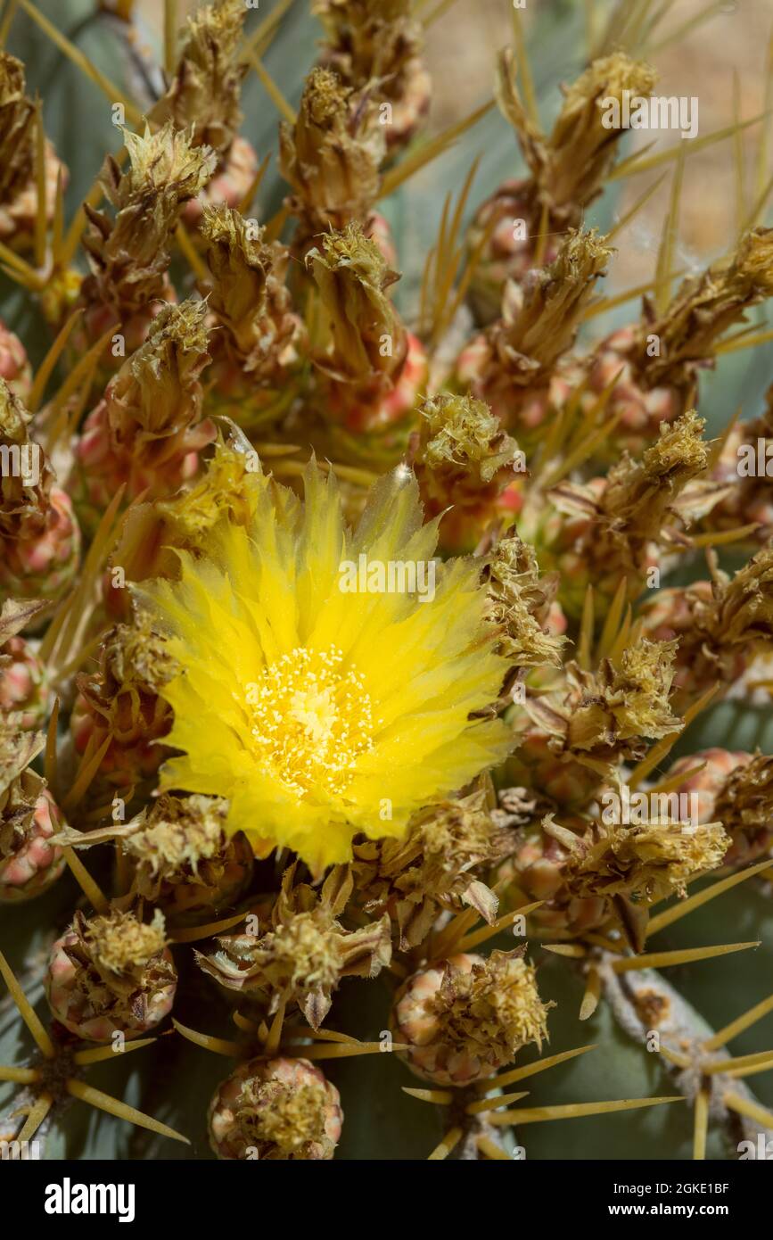 Cactus huge flower hi-res stock photography and images - Alamy