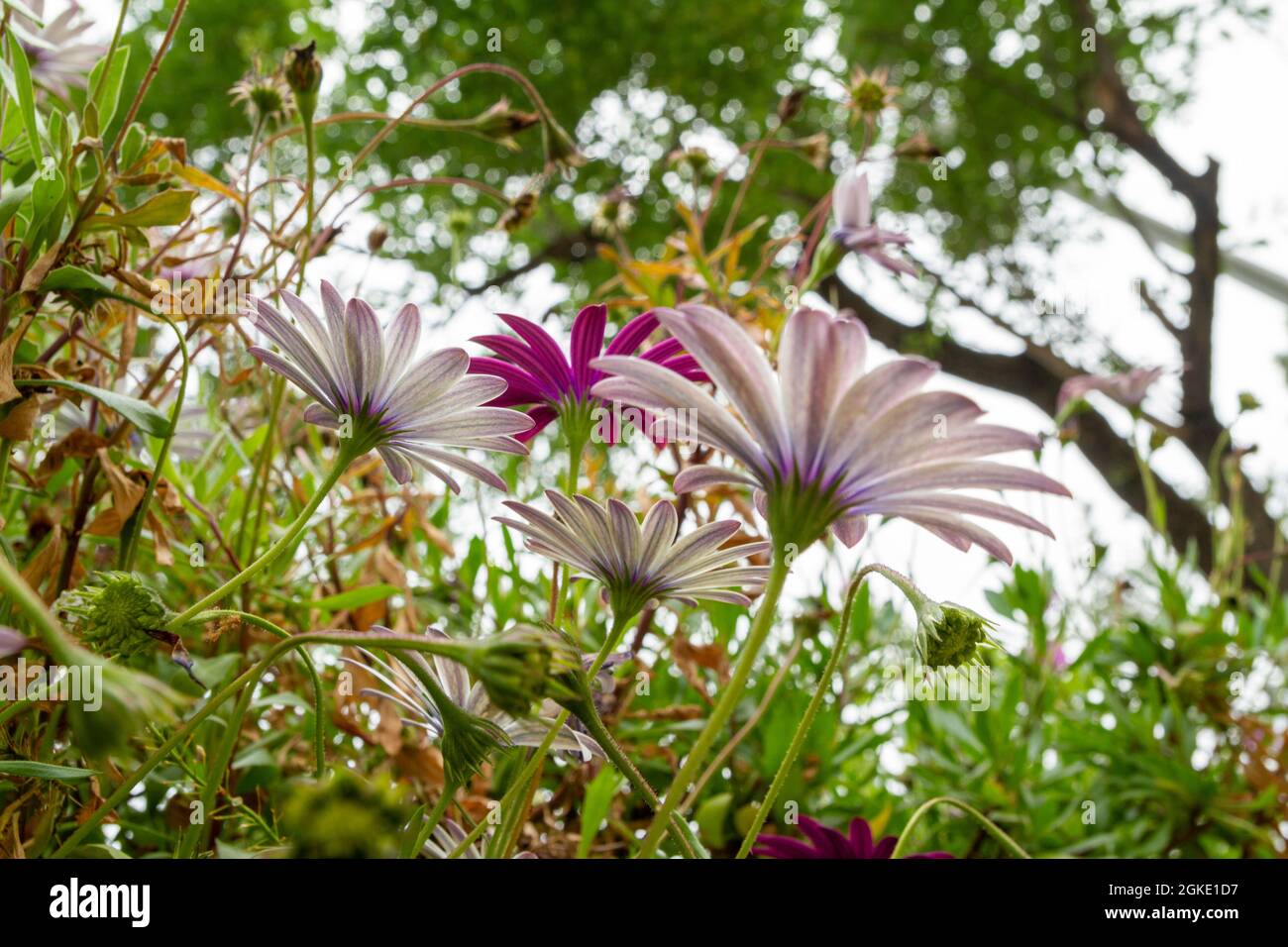 Collage de colores hi-res stock photography and images - Alamy