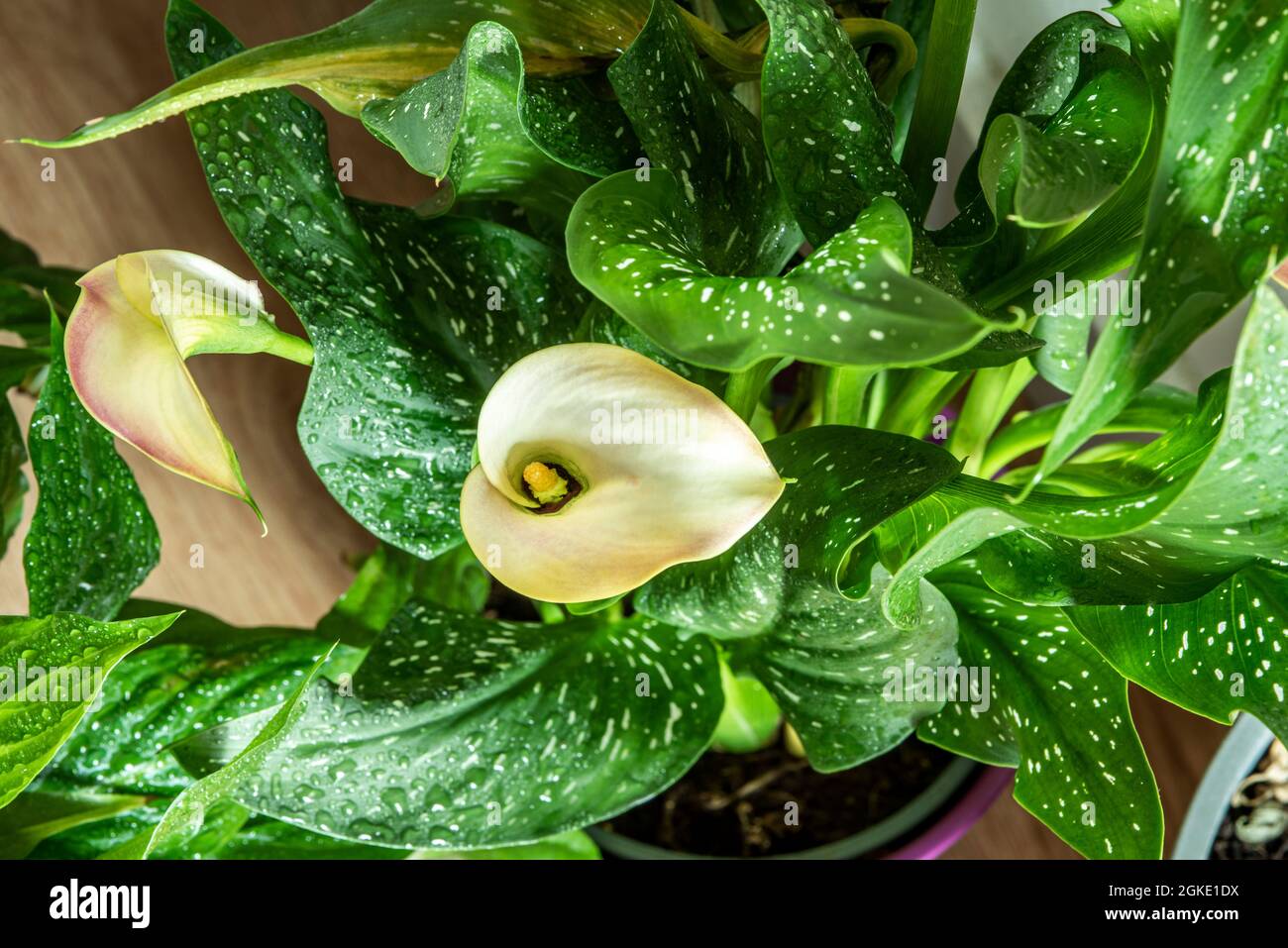 Calla lilies in an indoor pot Stock Photo - Alamy