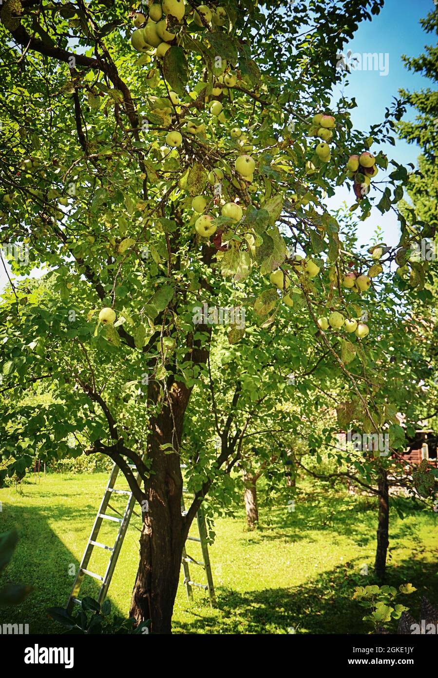 Old big lime treold hi-res stock photography and images - Alamy